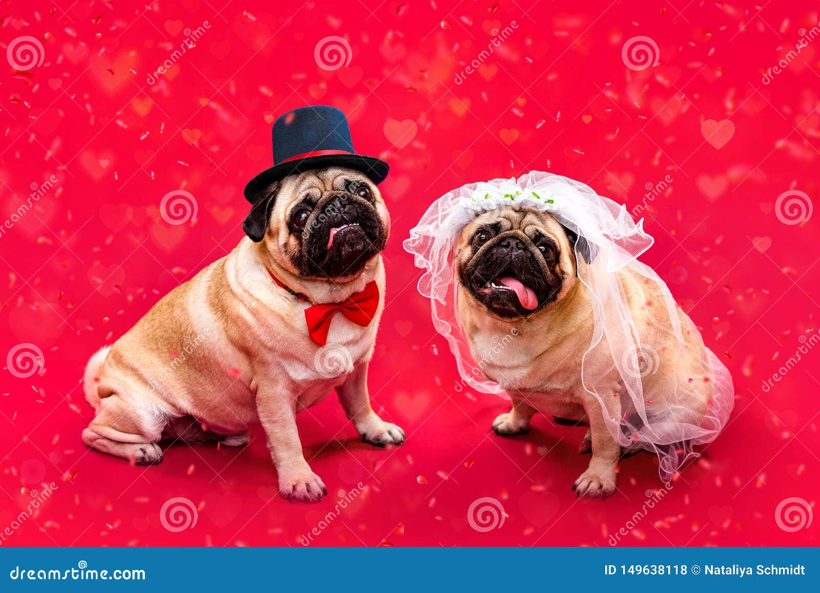 Dog Bride and Groom. Two Pugs. Dog Wedding. Bride and Groom Stock Photo ...