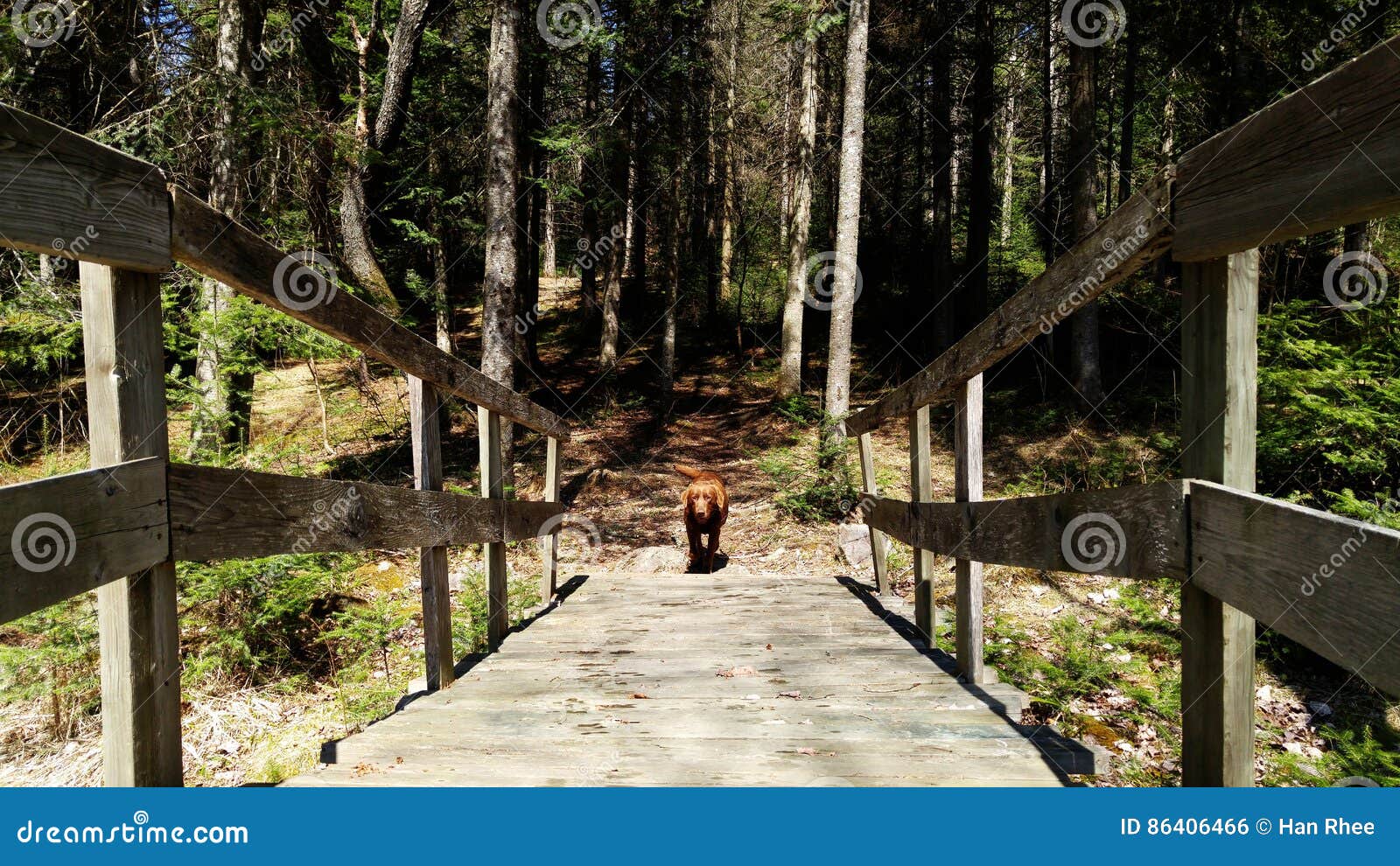 A Dog on a Bridge stock photo. Image of woods, labrador - 86406466