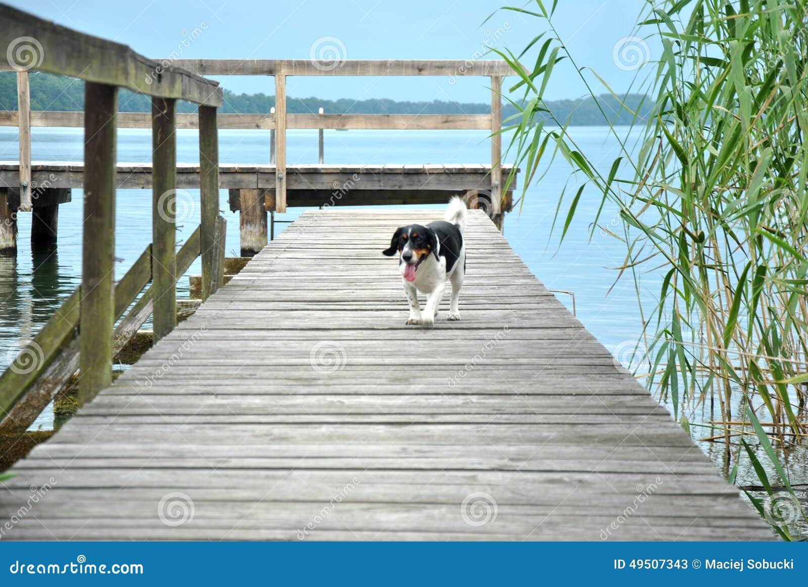 Dog on a bridge stock image. Image of water, small, lake - 49507343