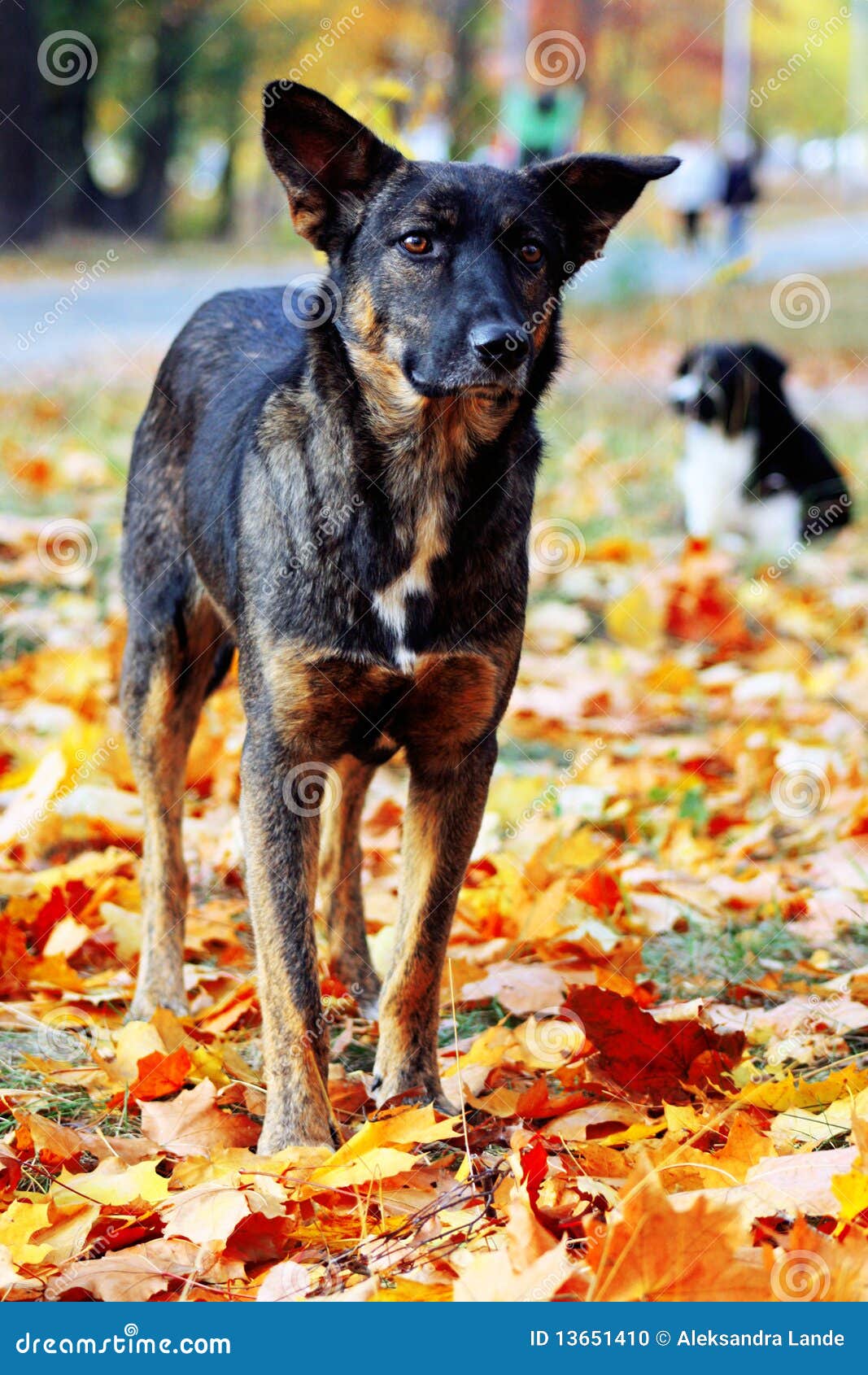 Dog in Brightly Colored Autumn Leavesv Stock Photo - Image of bark ...