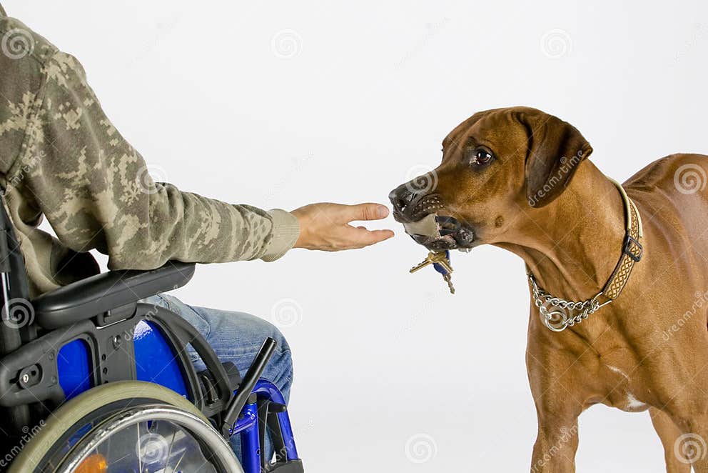 Dog bringing key stock photo. Image of animal, friend - 18039422