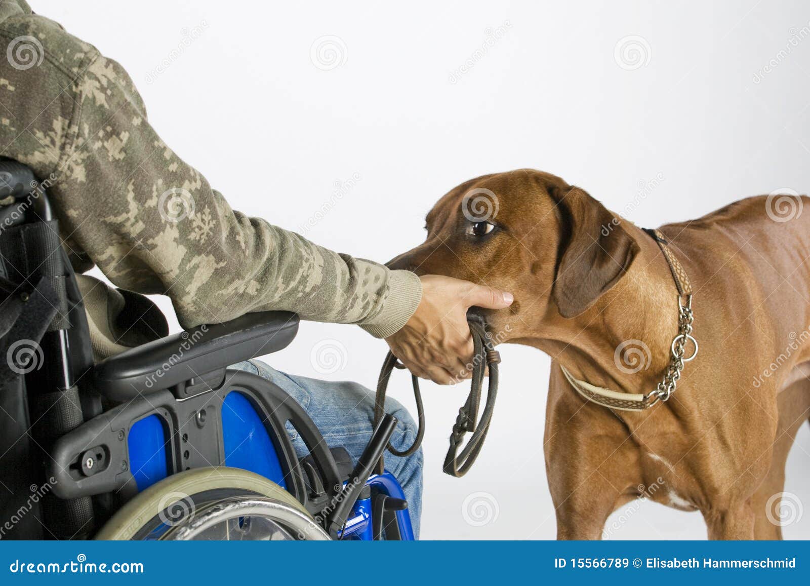 Dog Bringing Newspaper Stock Photography | CartoonDealer.com #15374024