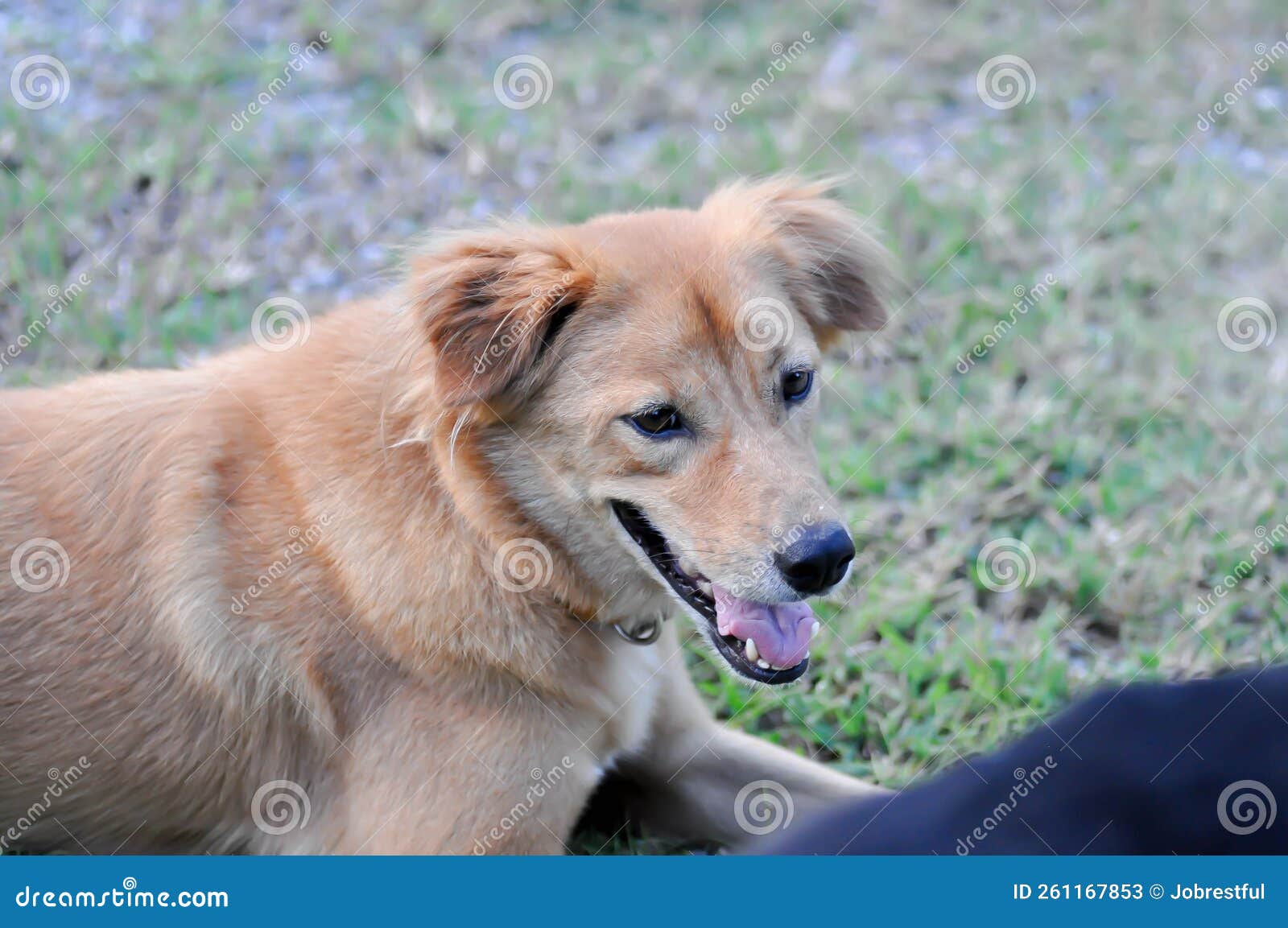 Dog, Brown Dog at Home or Lying Dog Stock Image - Image of mixed, thai ...