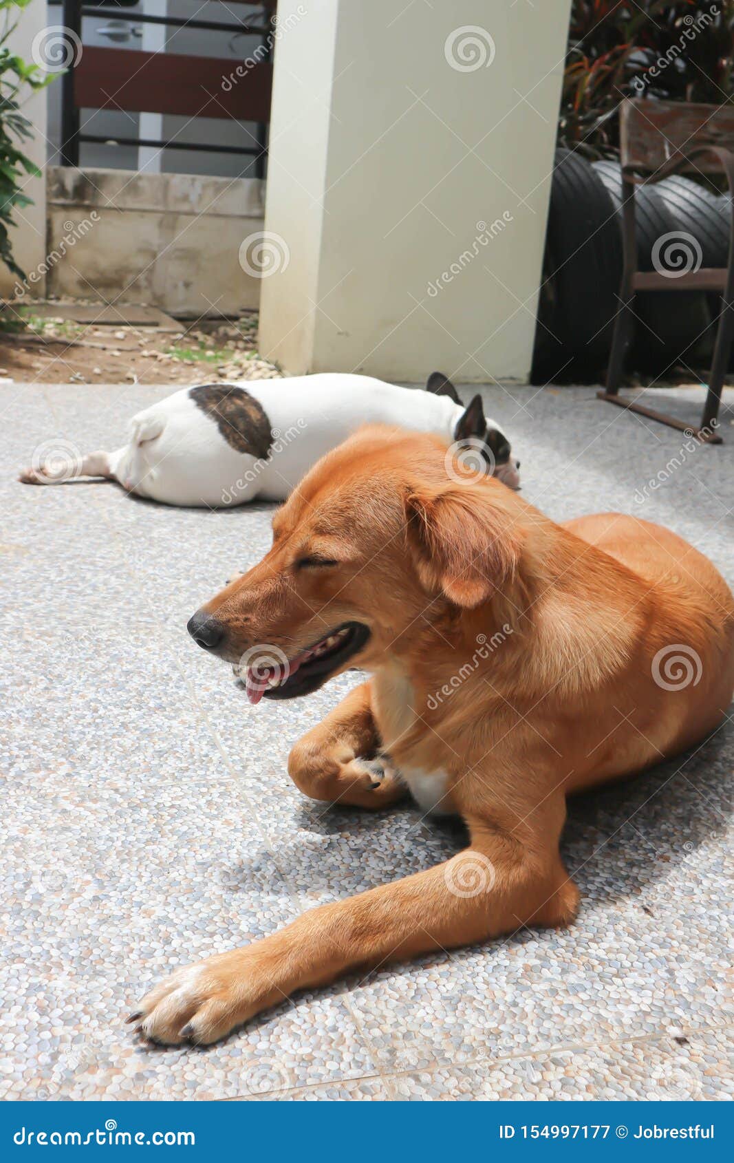 Dog, Brown Dog or Sunbathing Dog Stock Image - Image of white, bulldog ...