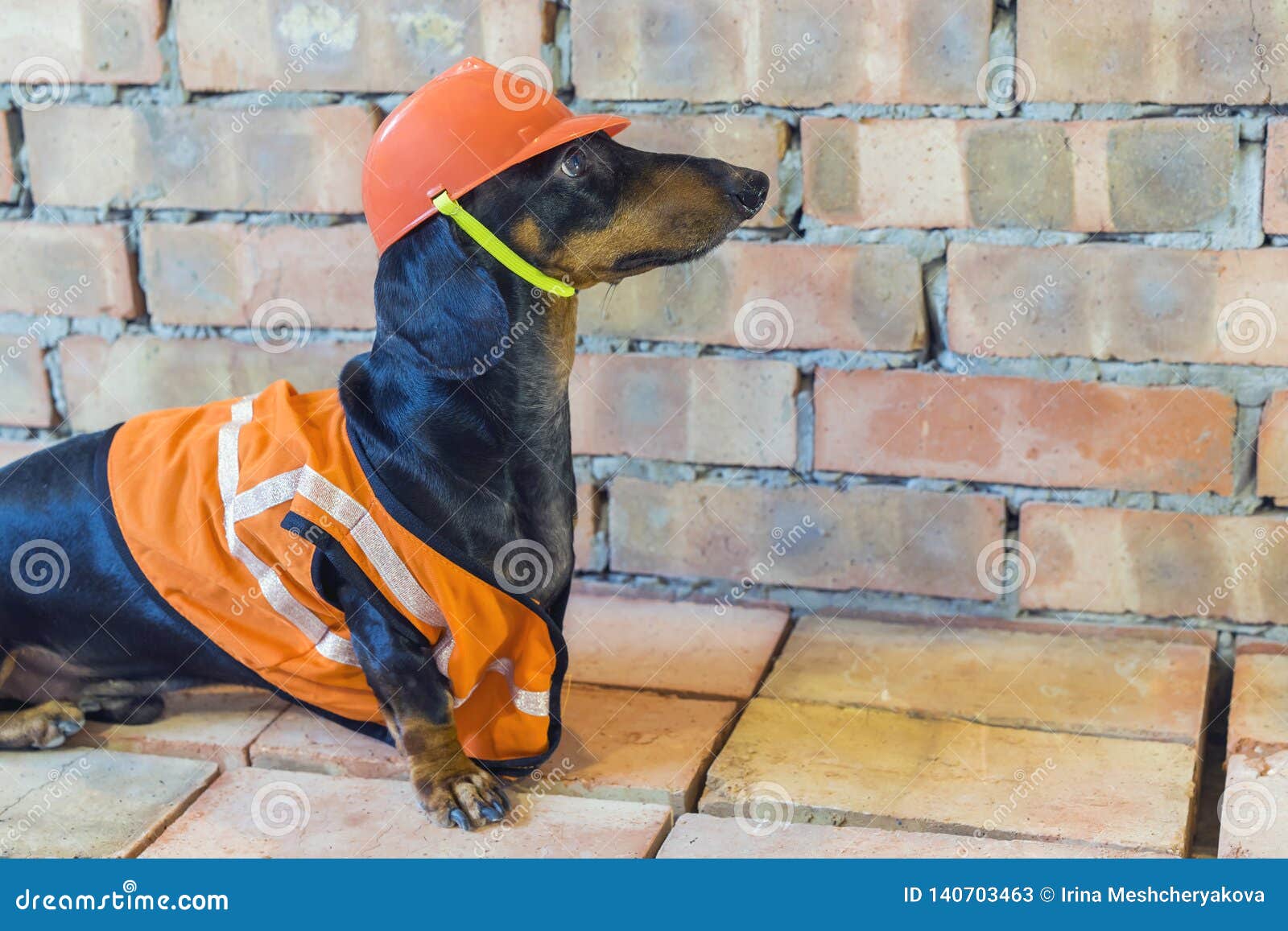 Dog Builder Dachshund in an Orange Construction Helmet at the Brick ...
