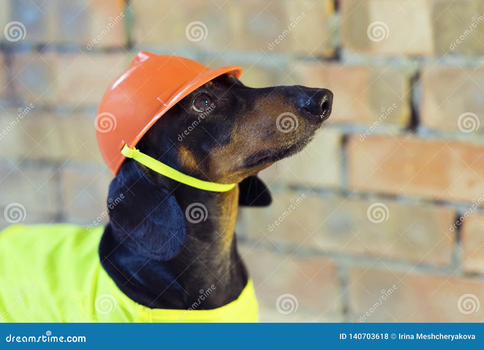 Dog Builder Dachshund in an Orange Construction Helmet at the Brick ...