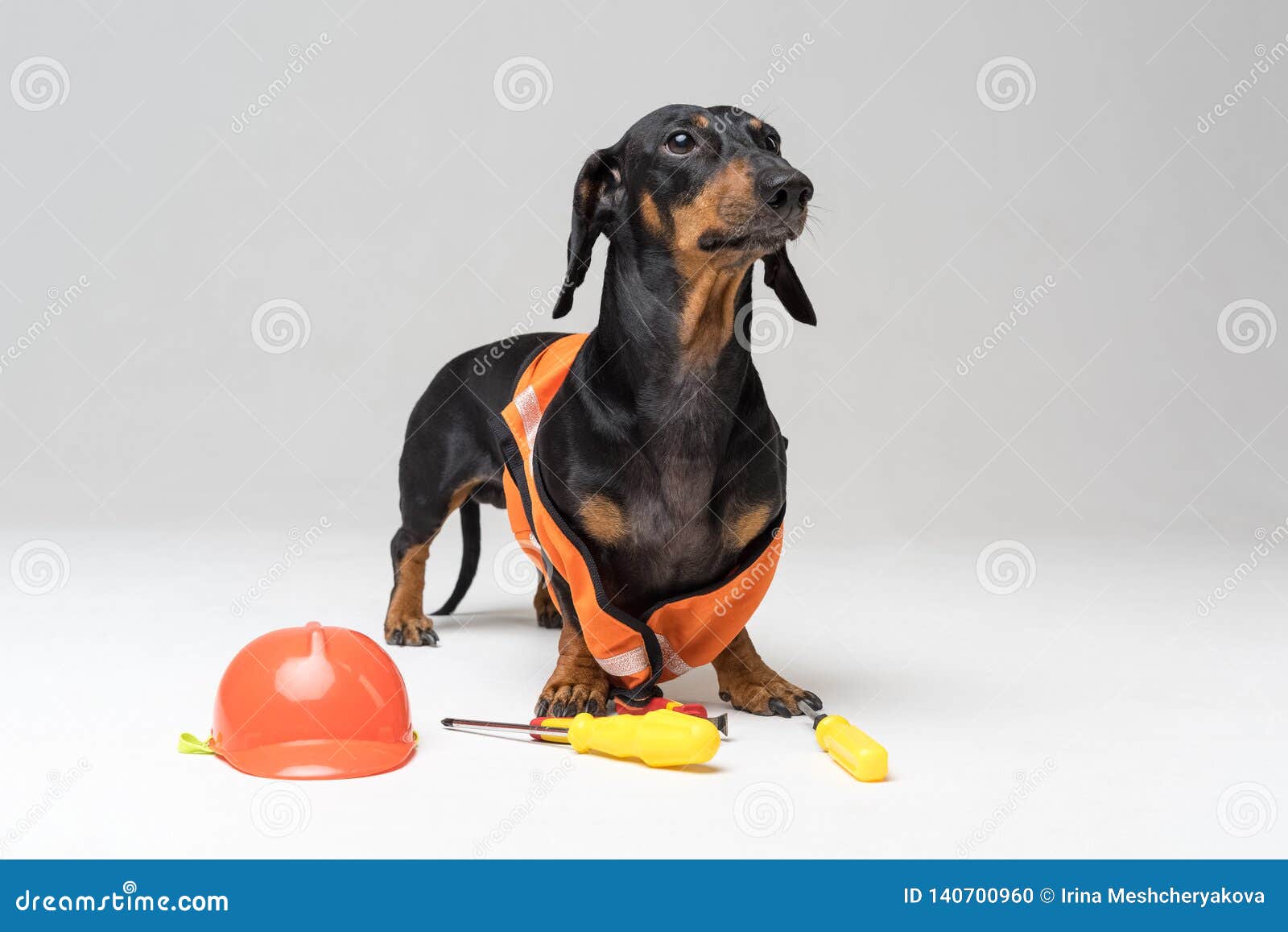 Dog Builder Dachshund in an Orange Construction Helmet with Various ...