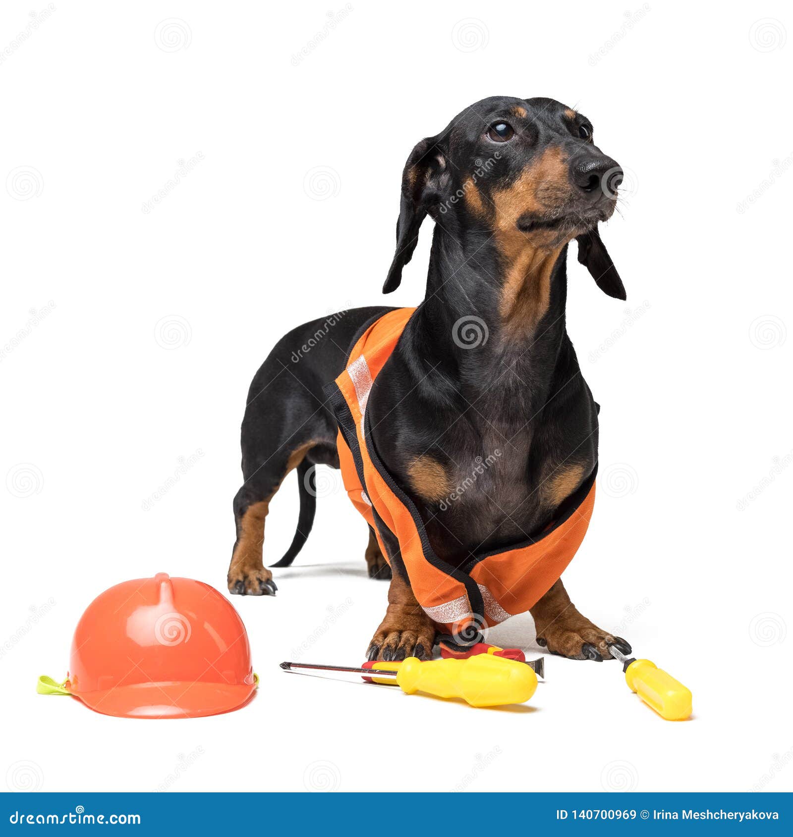 Dog Builder Dachshund in an Orange Construction Helmet with Various ...