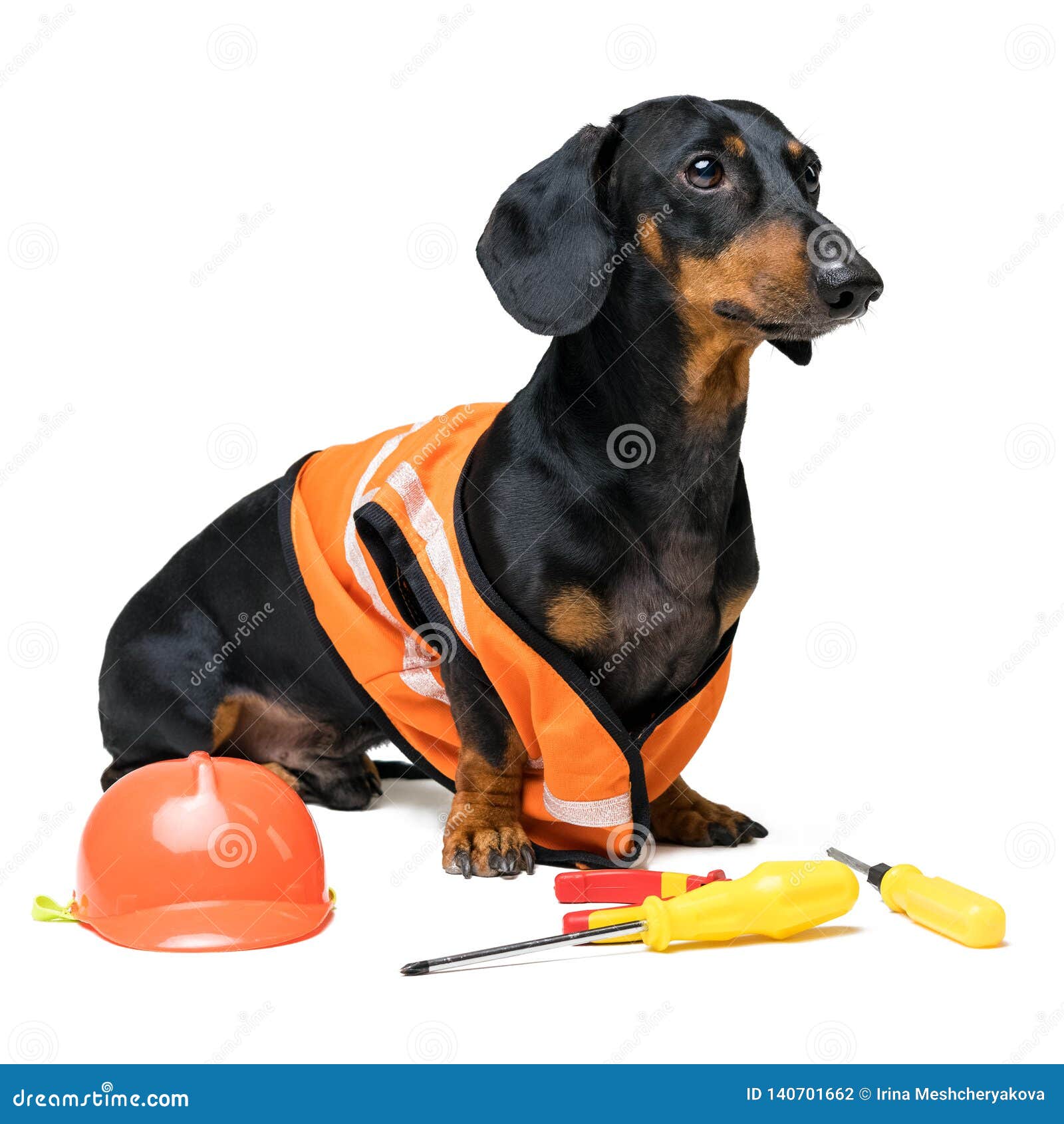 Dog Builder Dachshund in an Orange Construction Helmet with Various ...