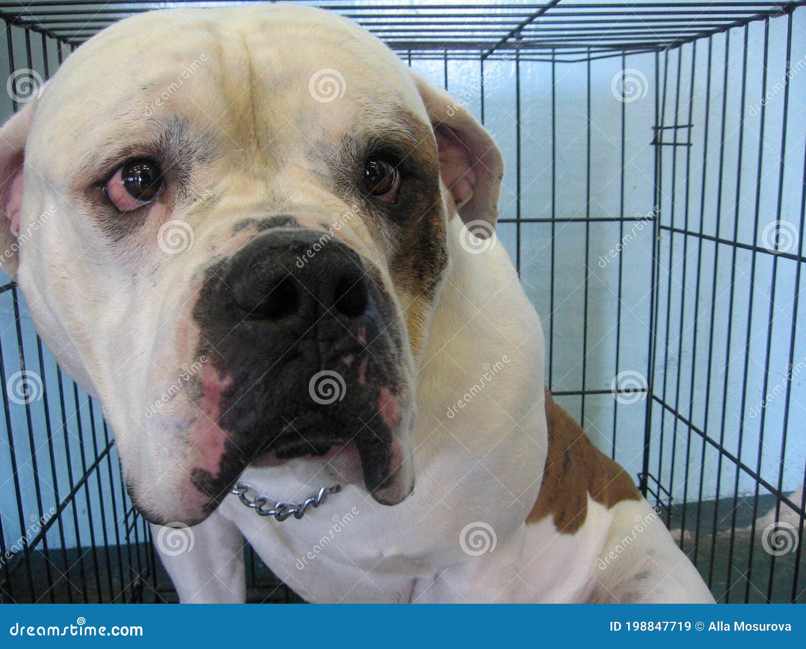 Are American Bulldog Aggressive
