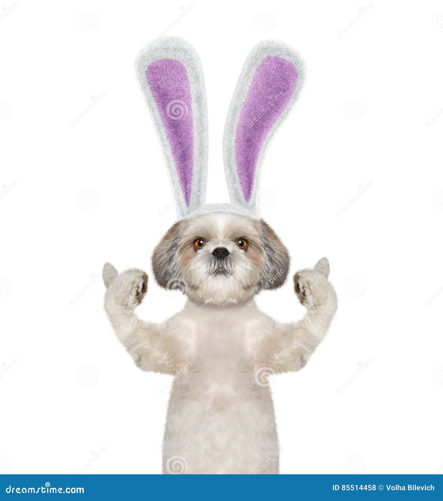 Dog with Bunny Ears -- Isolated on White Stock Photo - Image of cute ...