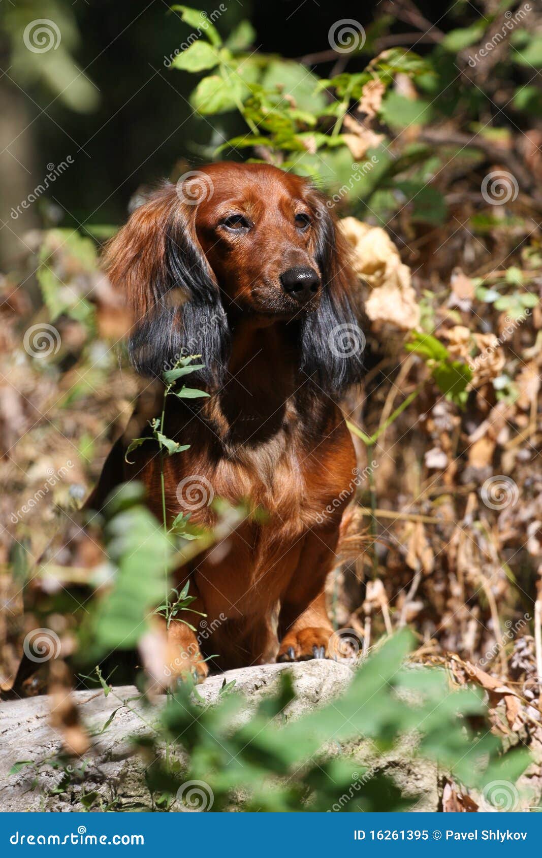 Dog in bush stock image. Image of beauty, sweet, small - 16261395