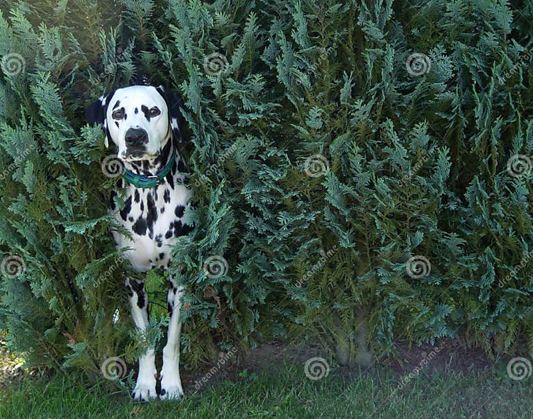 Dog in bush stock image. Image of hiding, trust, bushes - 18185