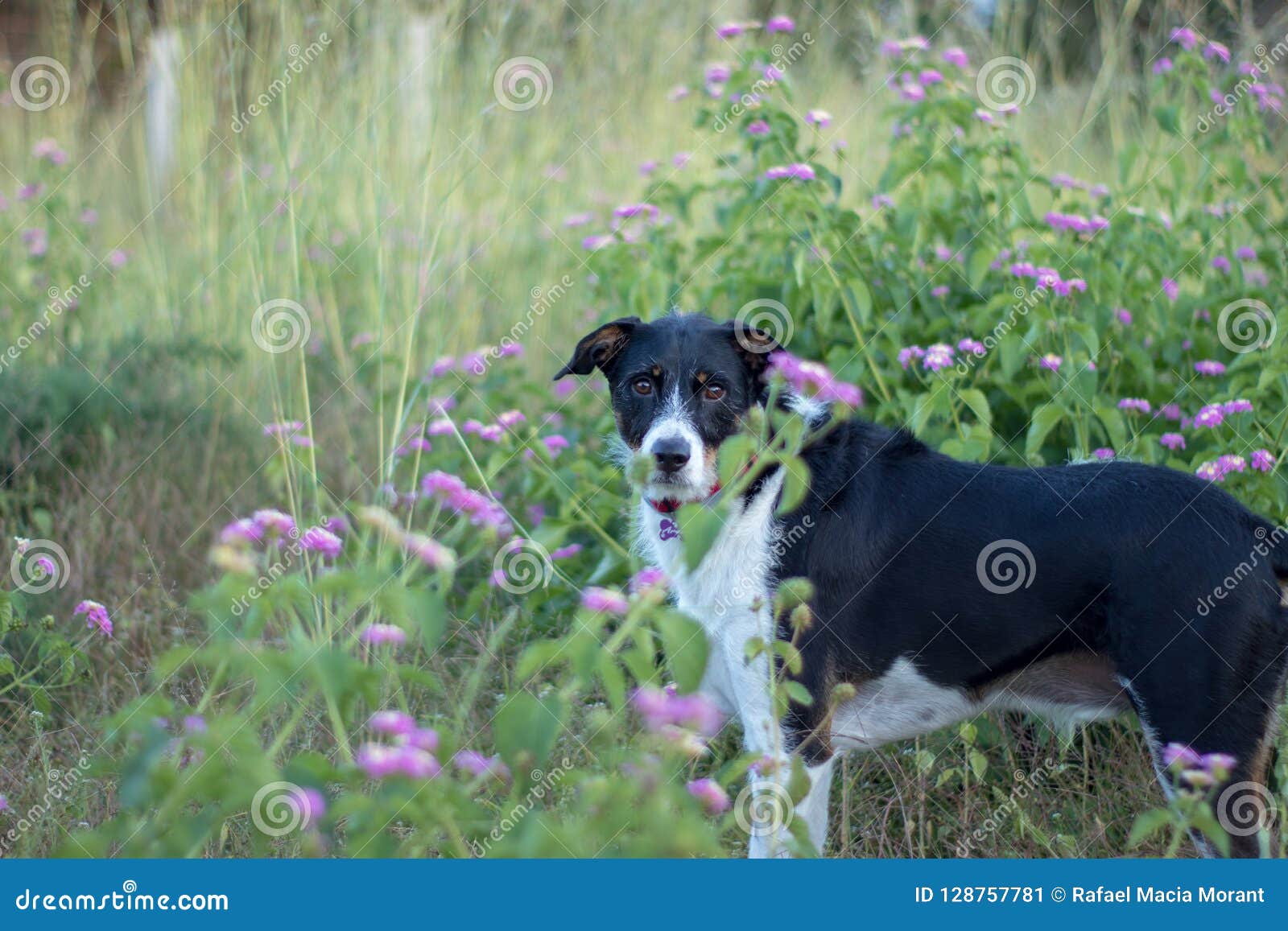 Dog in the bush stock image. Image of race, alert, positionn - 128757781