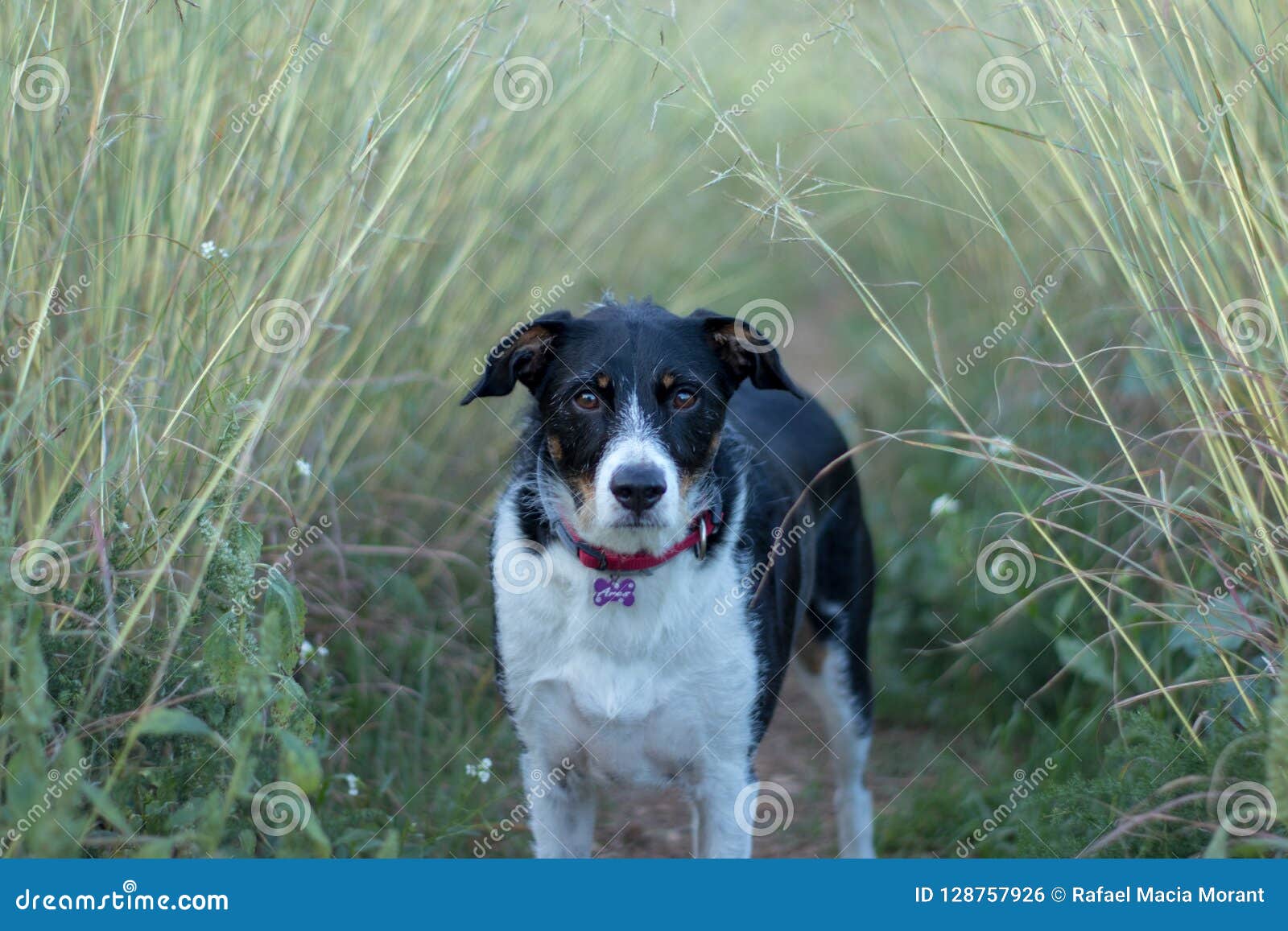 Dog in the bush stock photo. Image of closeup, happy - 128757926