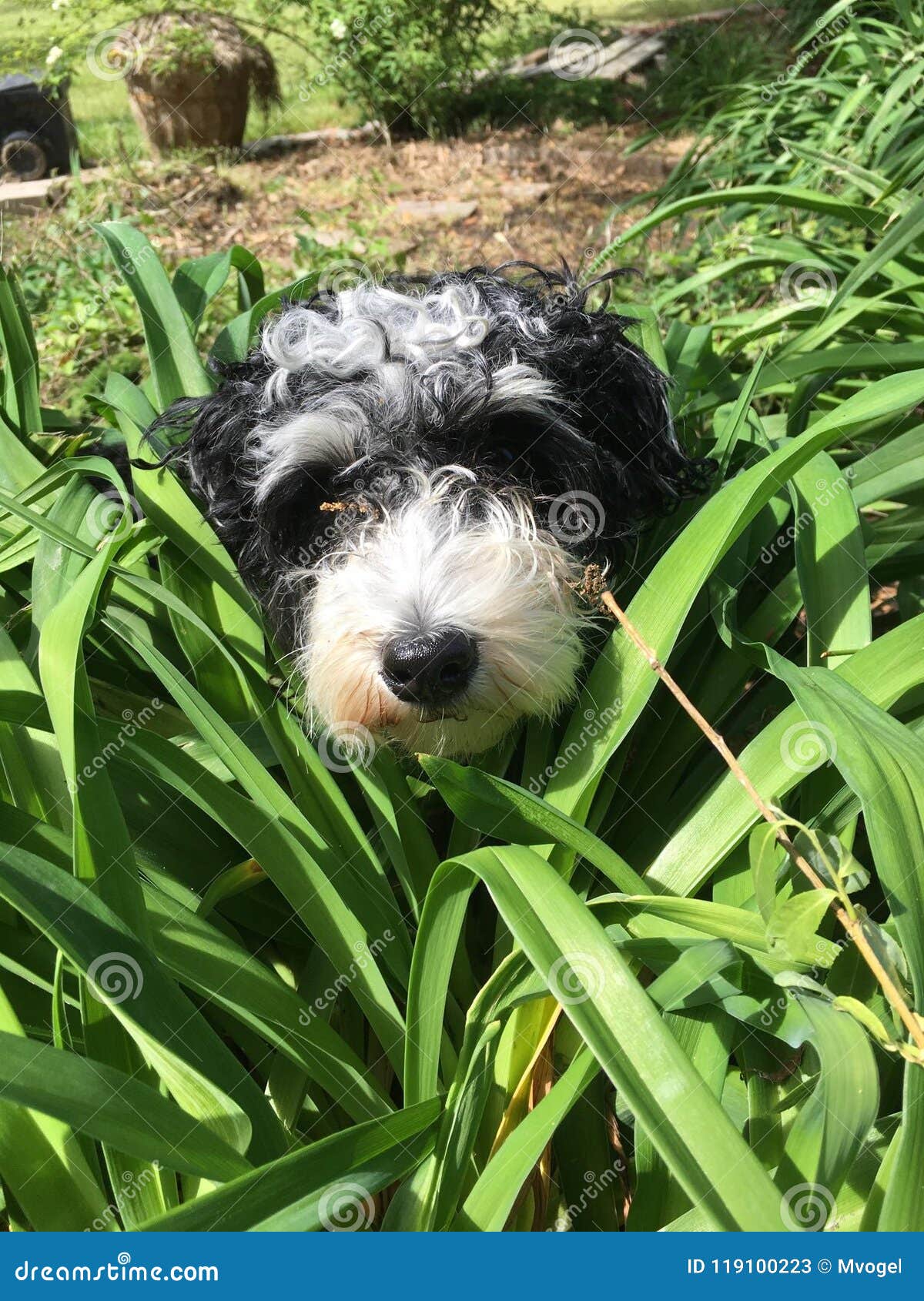 Dog in the bushes stock image. Image of canine, havanese - 119100223