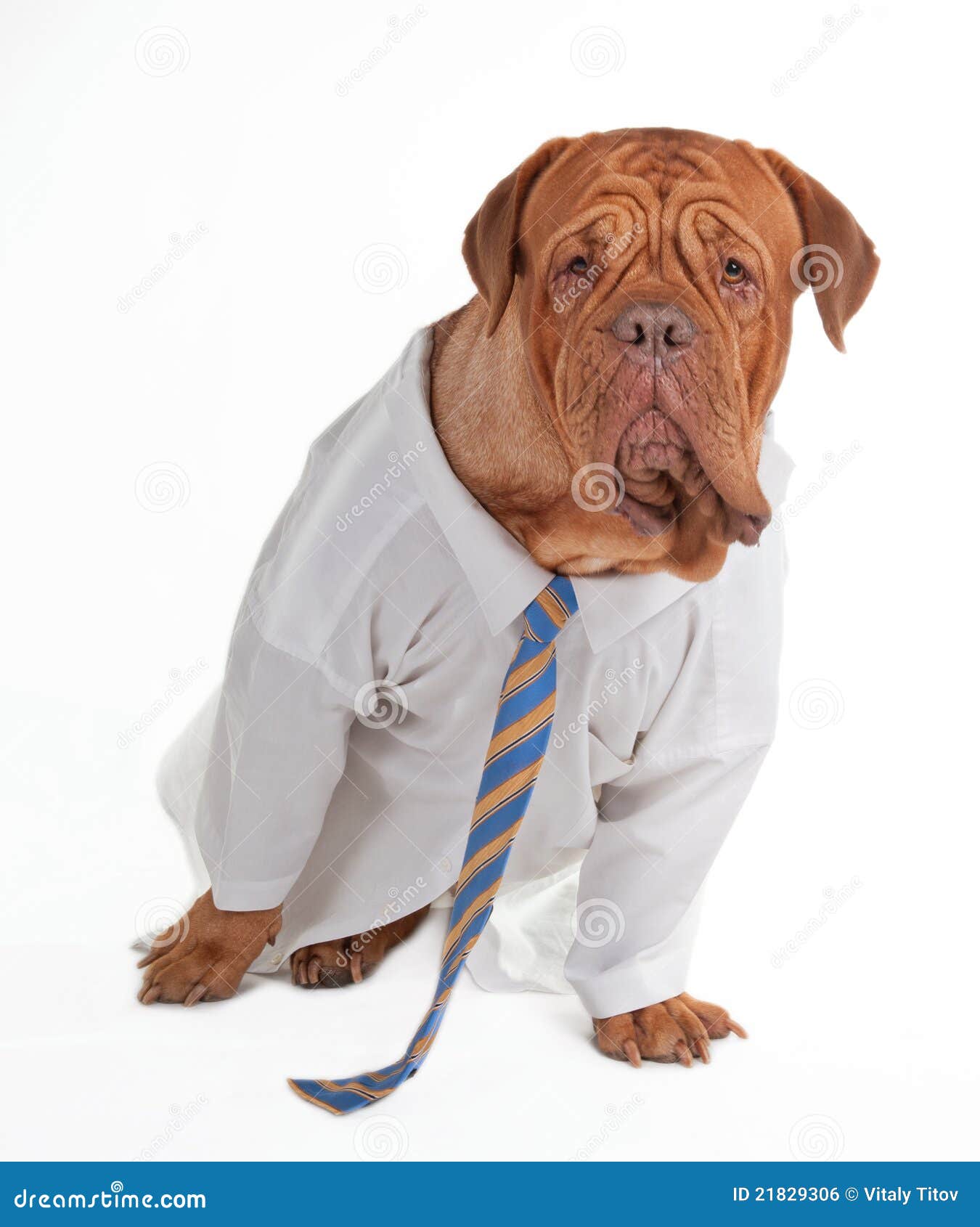 Dog businessman stock photo. Image of business, funny - 21829306