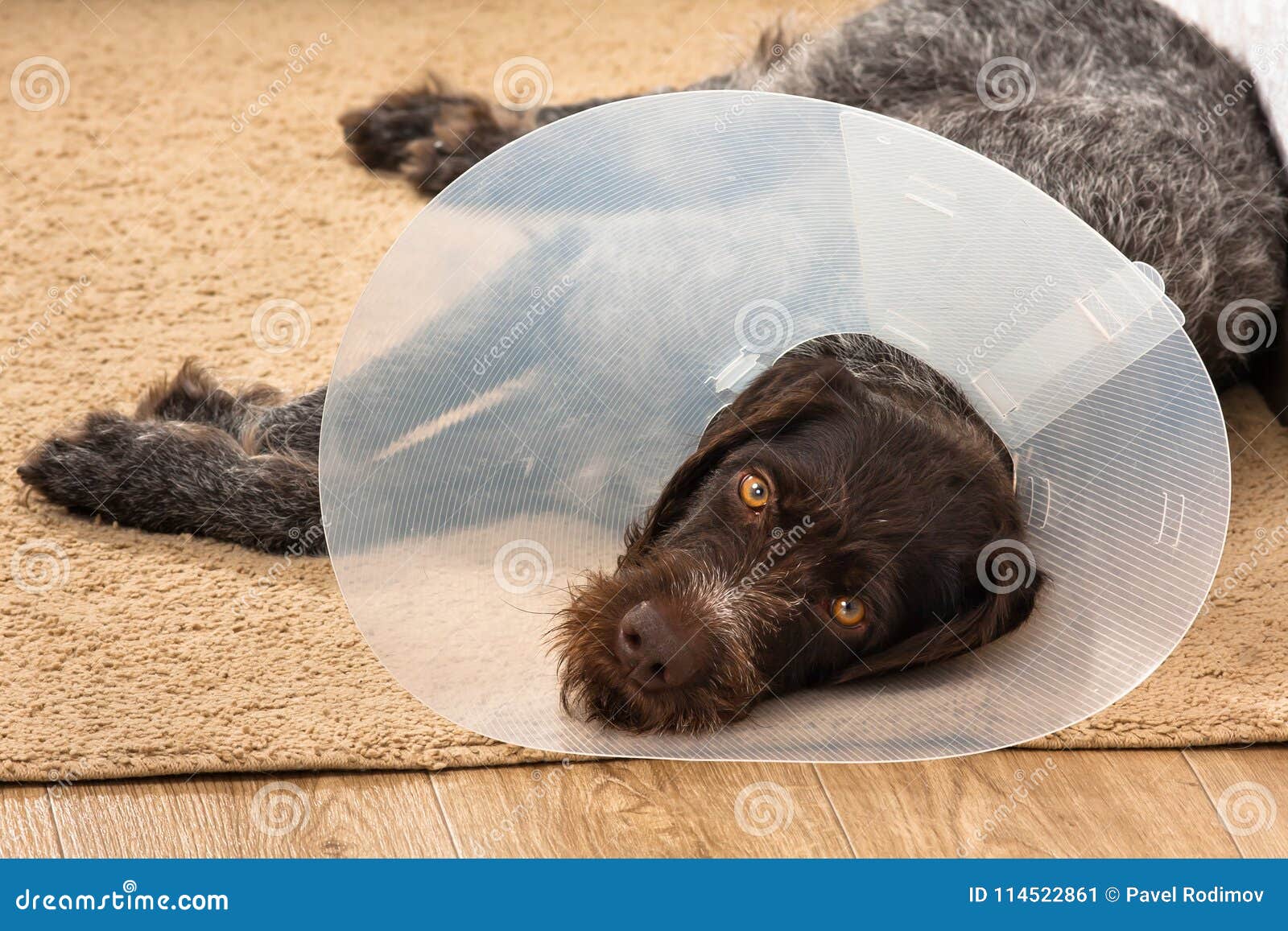 Dog with buster collar stock image. Image of injured - 114522861