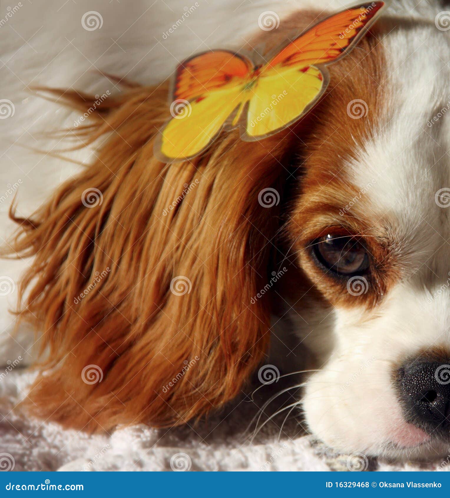 Dog and Butterfly stock photo. Image of friend, hair - 16329468