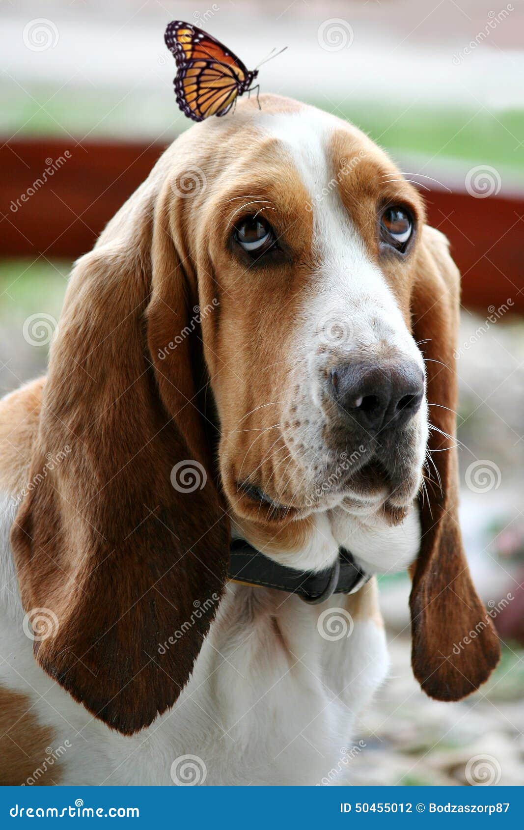 Dog and butterfly stock photo. Image of pets, butterfly - 50455012