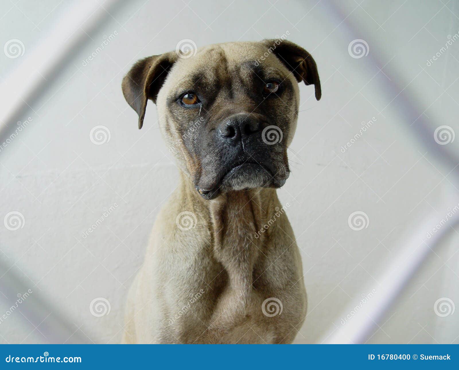 French Mastiff Boxer Mix