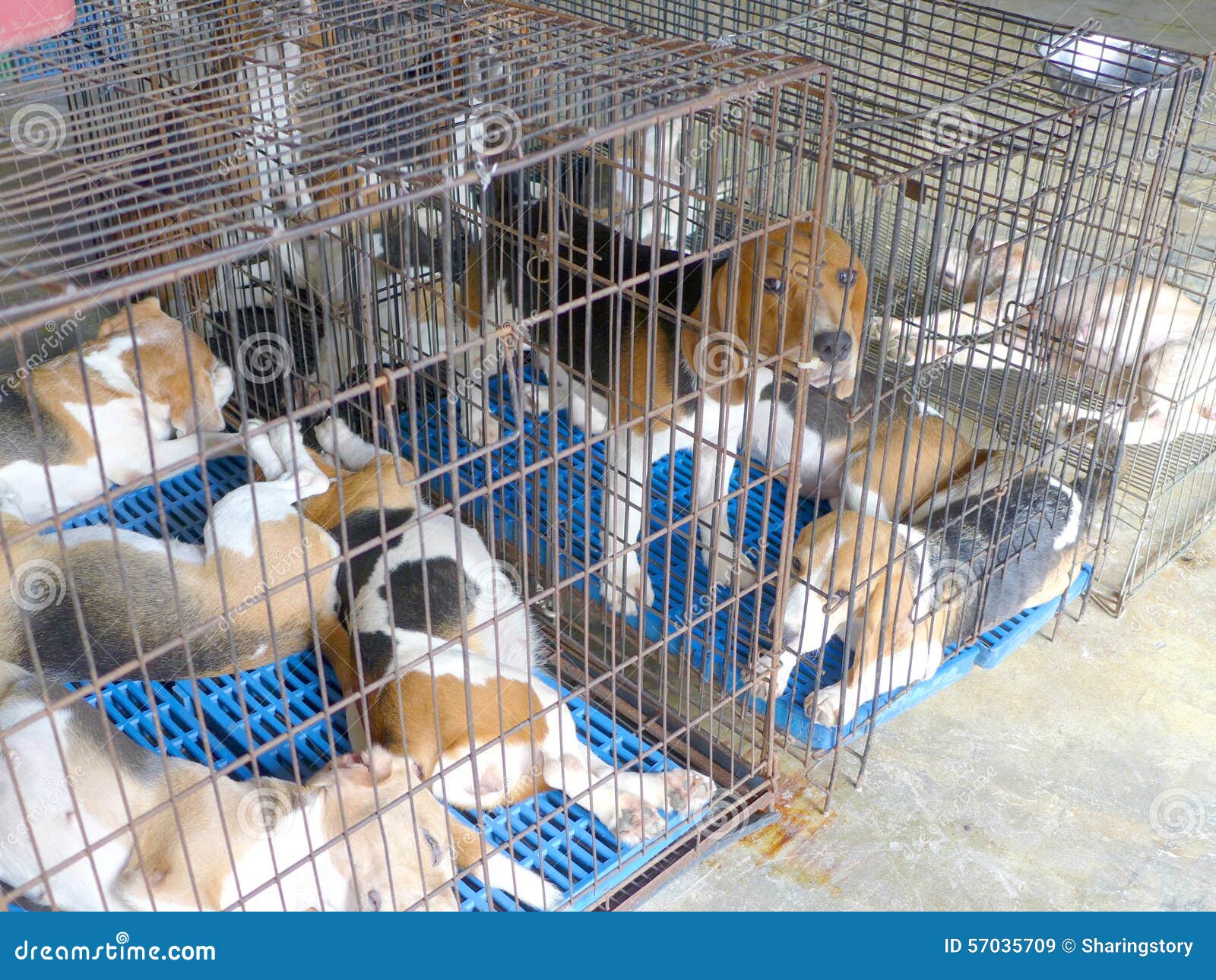 Dog cage stock image. Image of domestic, cage, needy - 57035709