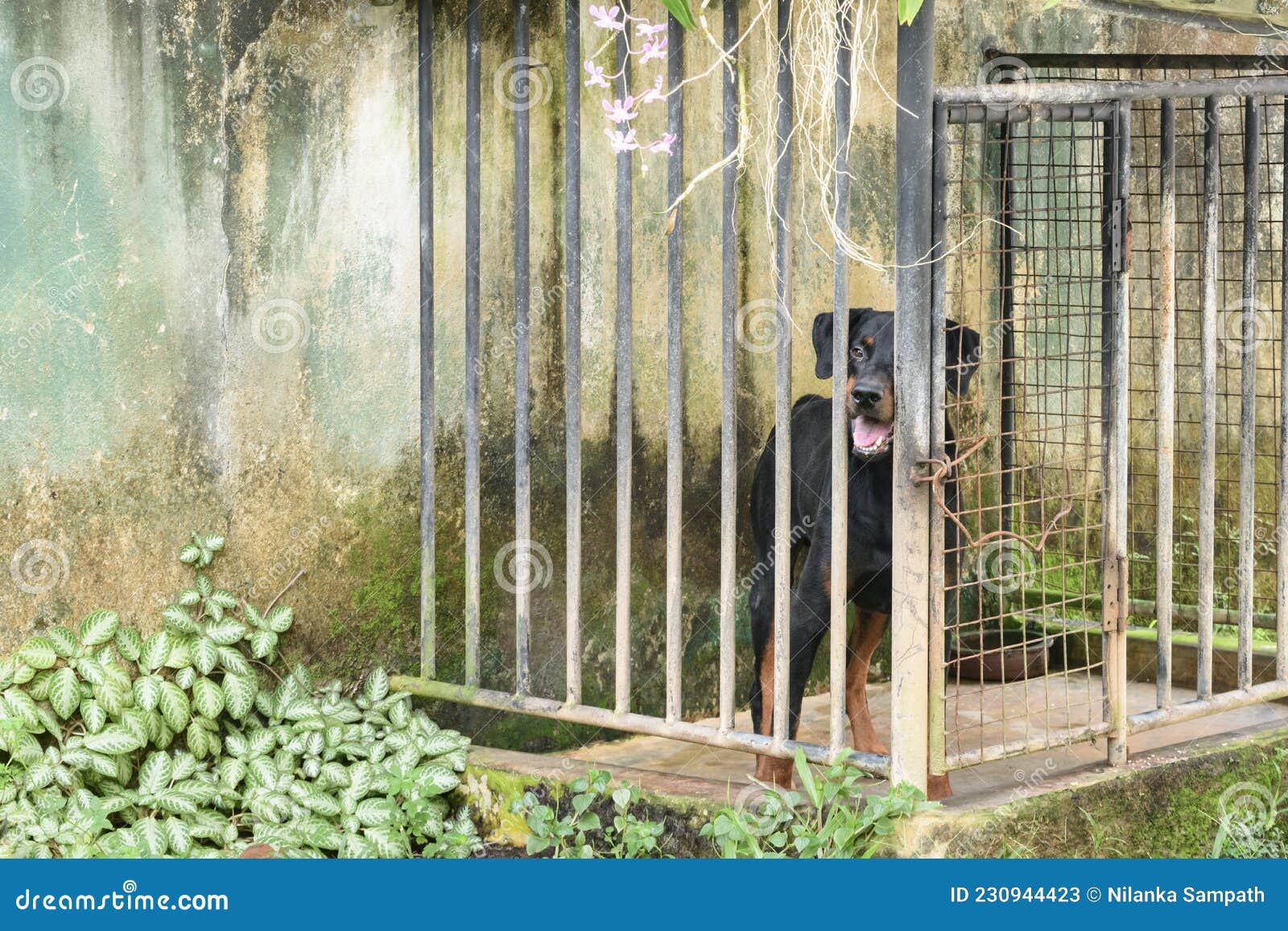 Dog in a Cage, Feeling Sad and Neglected Stock Image - Image of caged ...