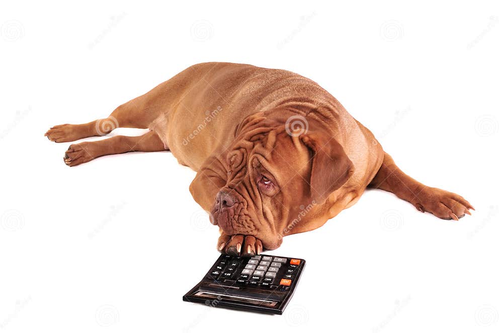 Dog with a Calculator stock photo. Image of dogue, account - 12990298