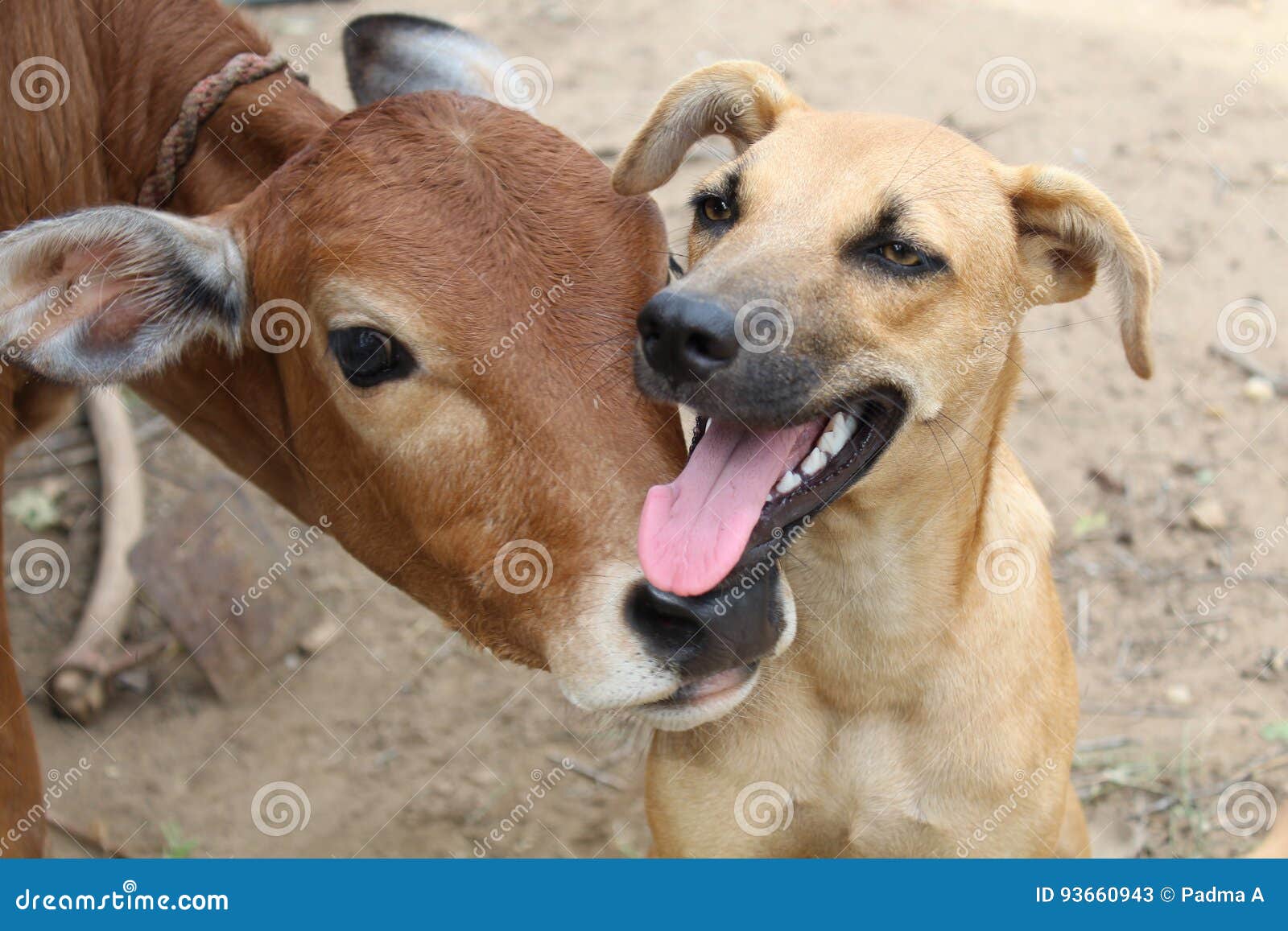 Dog and calf stock image. Image of calf, together, love - 93660943