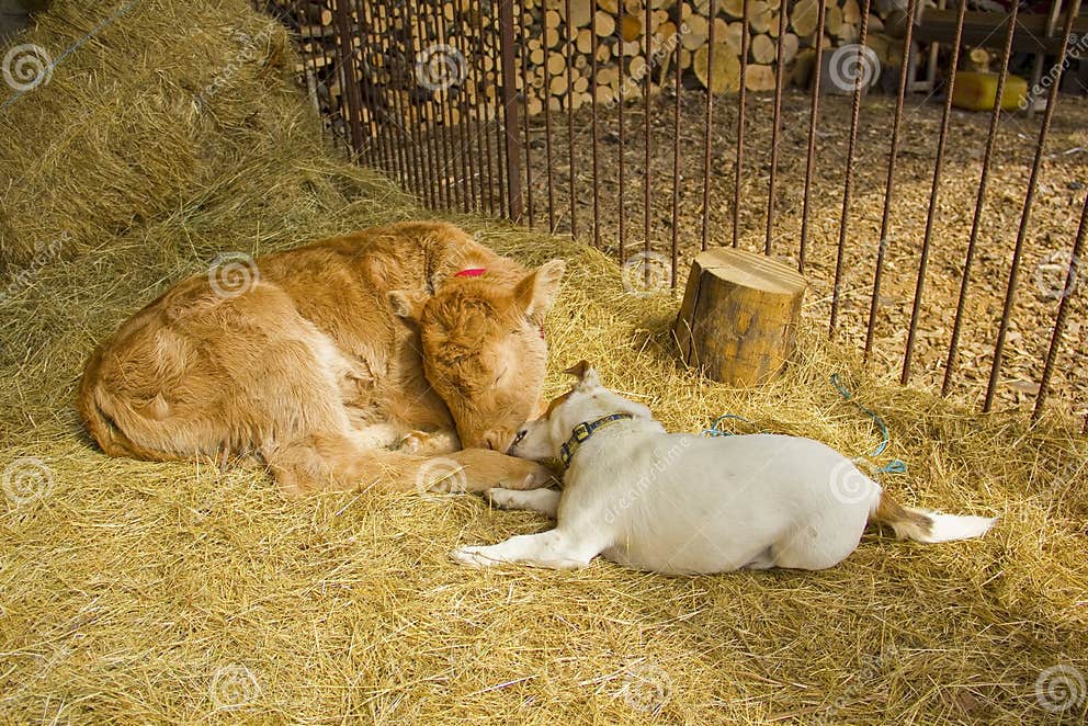 A dog and a calf together stock image. Image of beef - 41659015