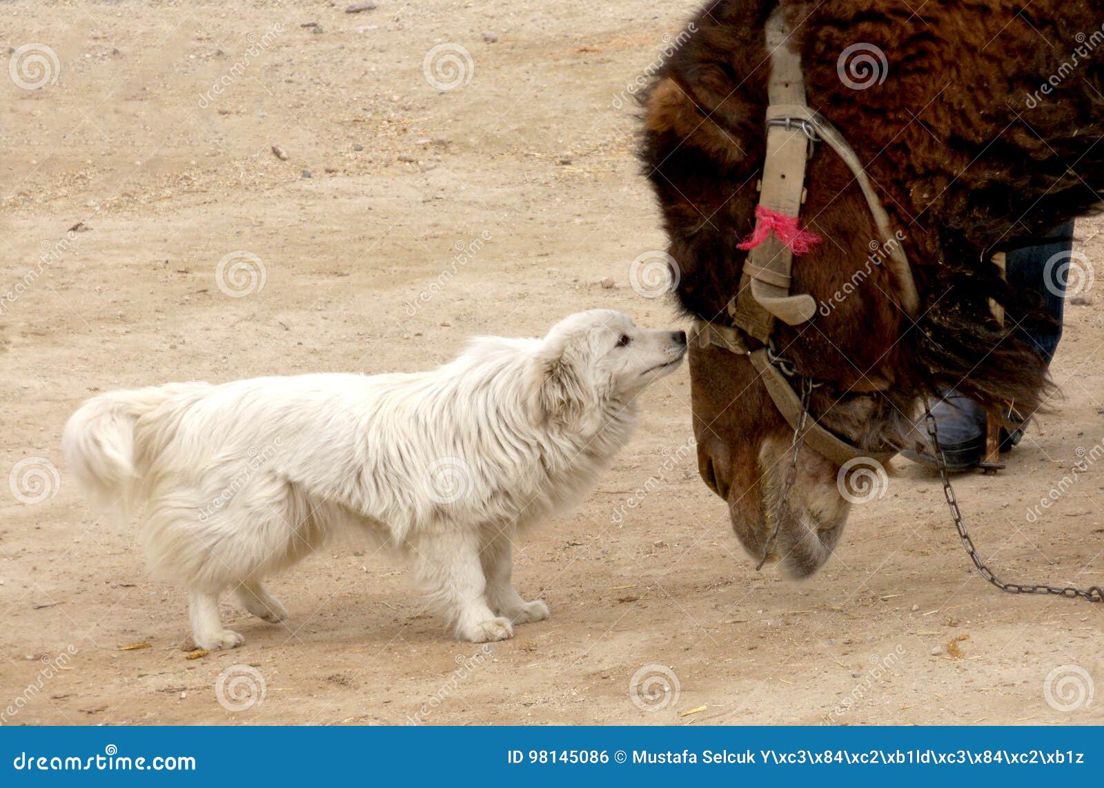 A Dog and a Camel Together Friendly and Lovely Stock Photo - Image of ...
