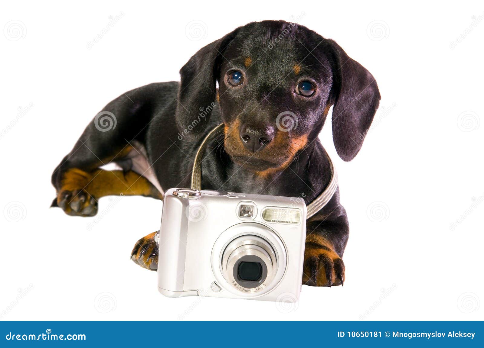 Dog with camera stock image. Image of small, lays, digital - 10650181