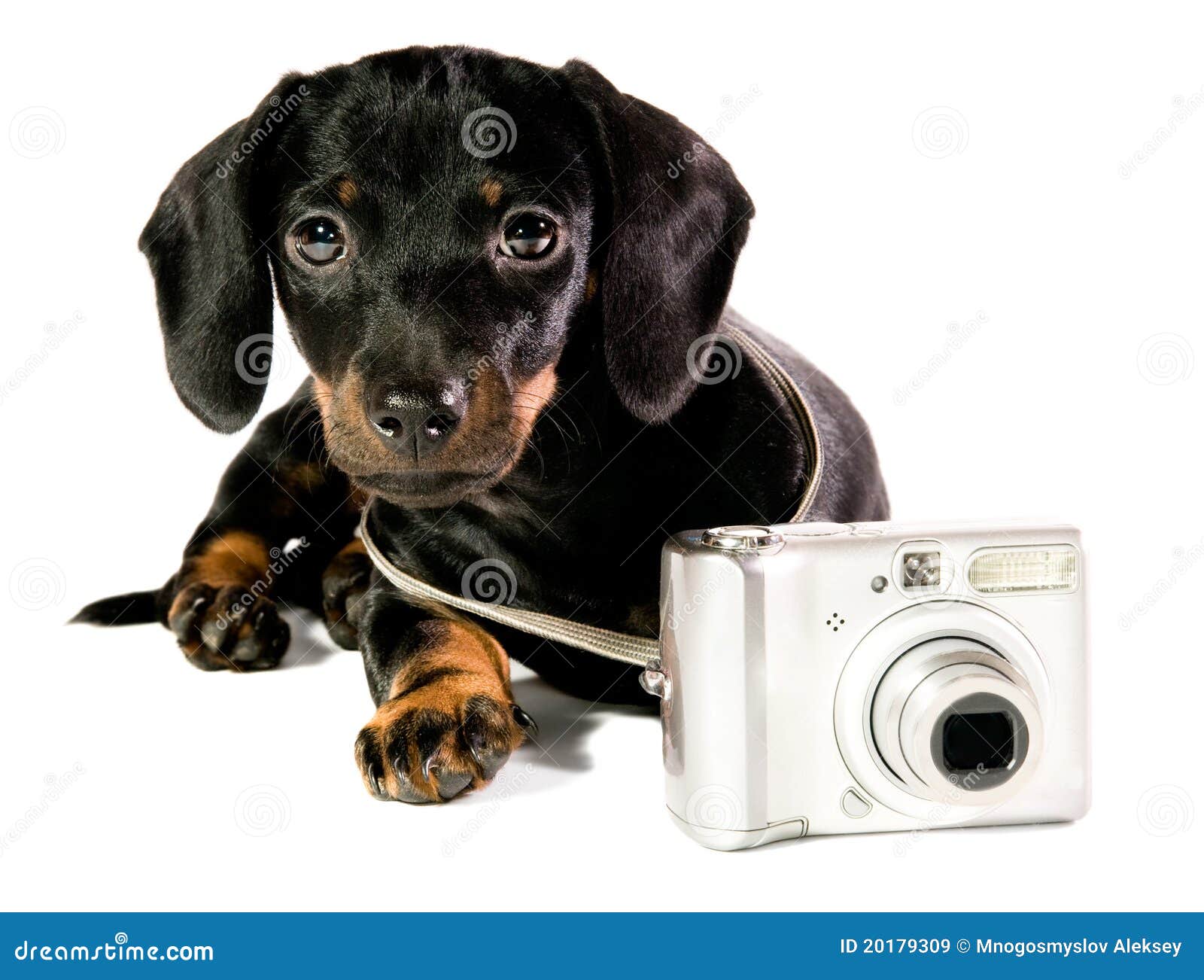 Dog with a camera stock image. Image of closeup, camera - 20179309