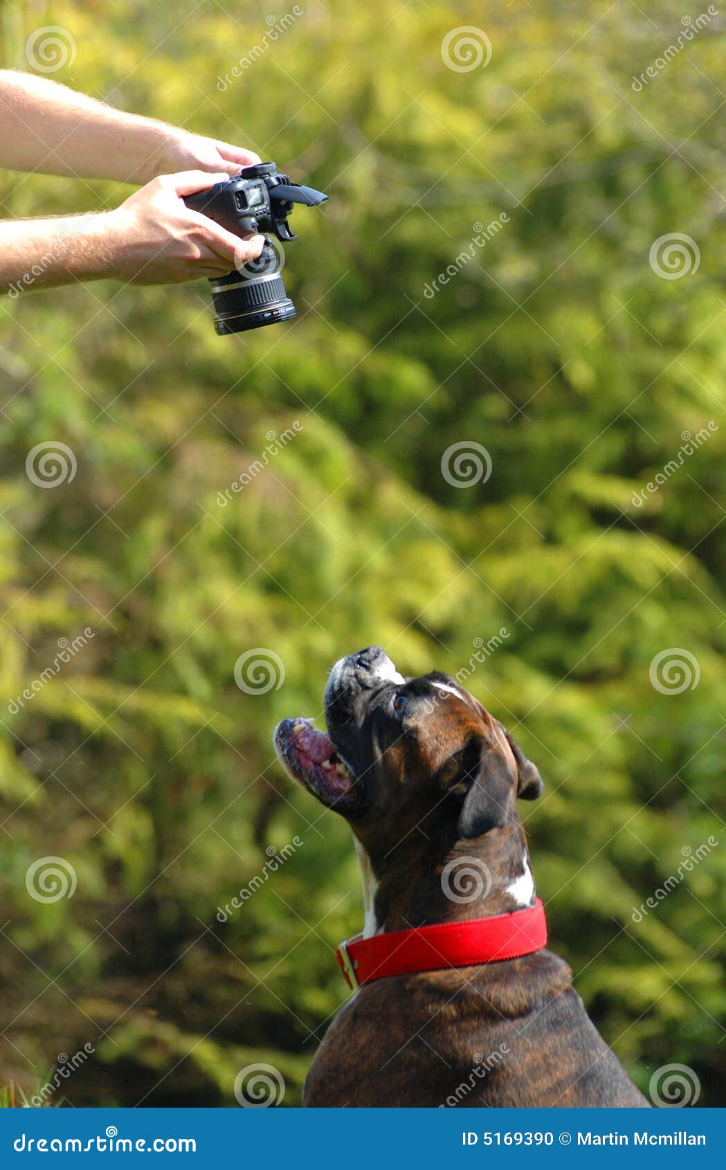 Dog and camera stock photo. Image of photograph, camera - 5169390