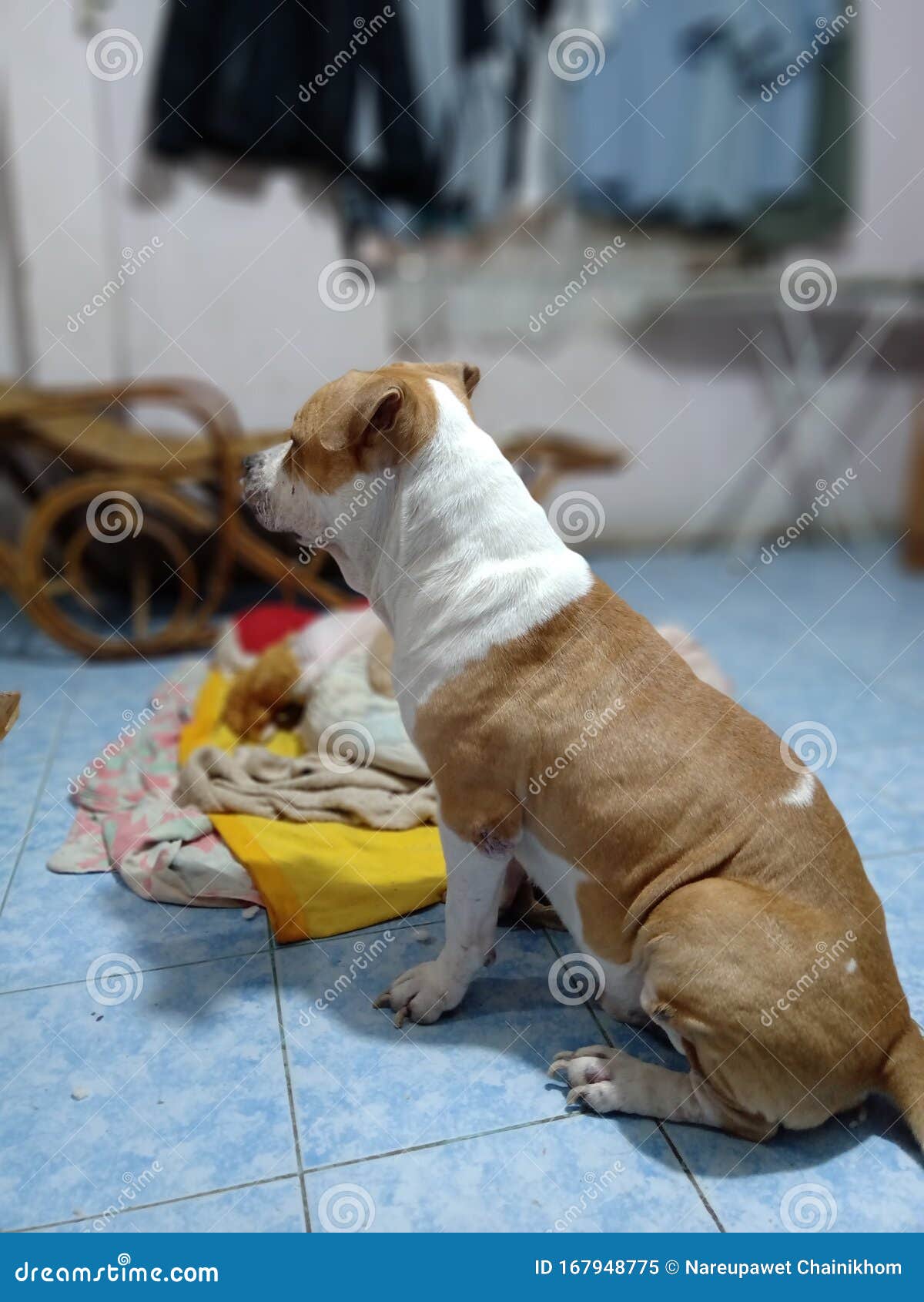 The dog can fade away stock image. Image of fade, away - 167948775