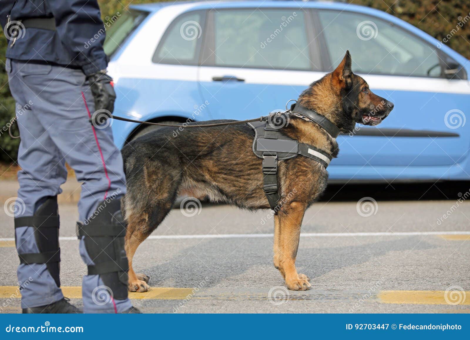 Dog Canine Unit of the Police for the Detection of Explosive Mat Stock ...