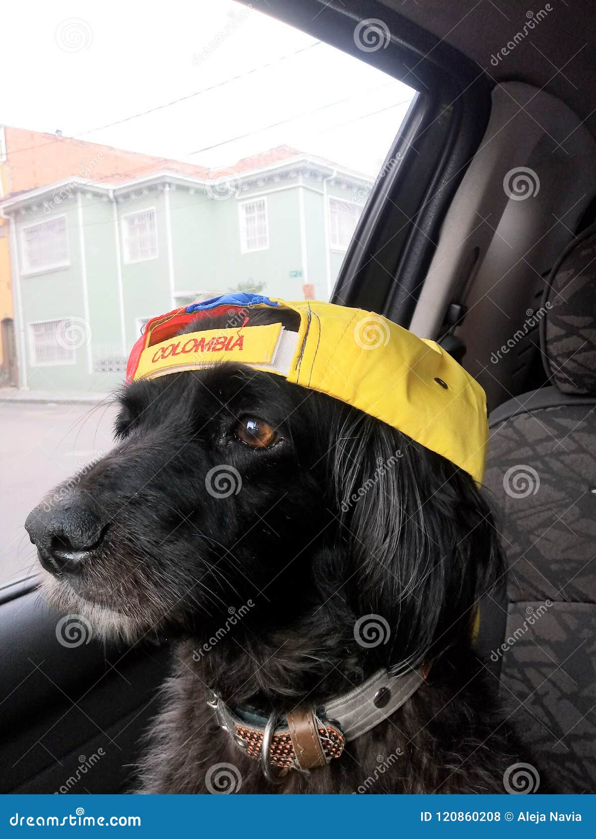 Dog stock photo. Image of love, kiut, animal - 120860208