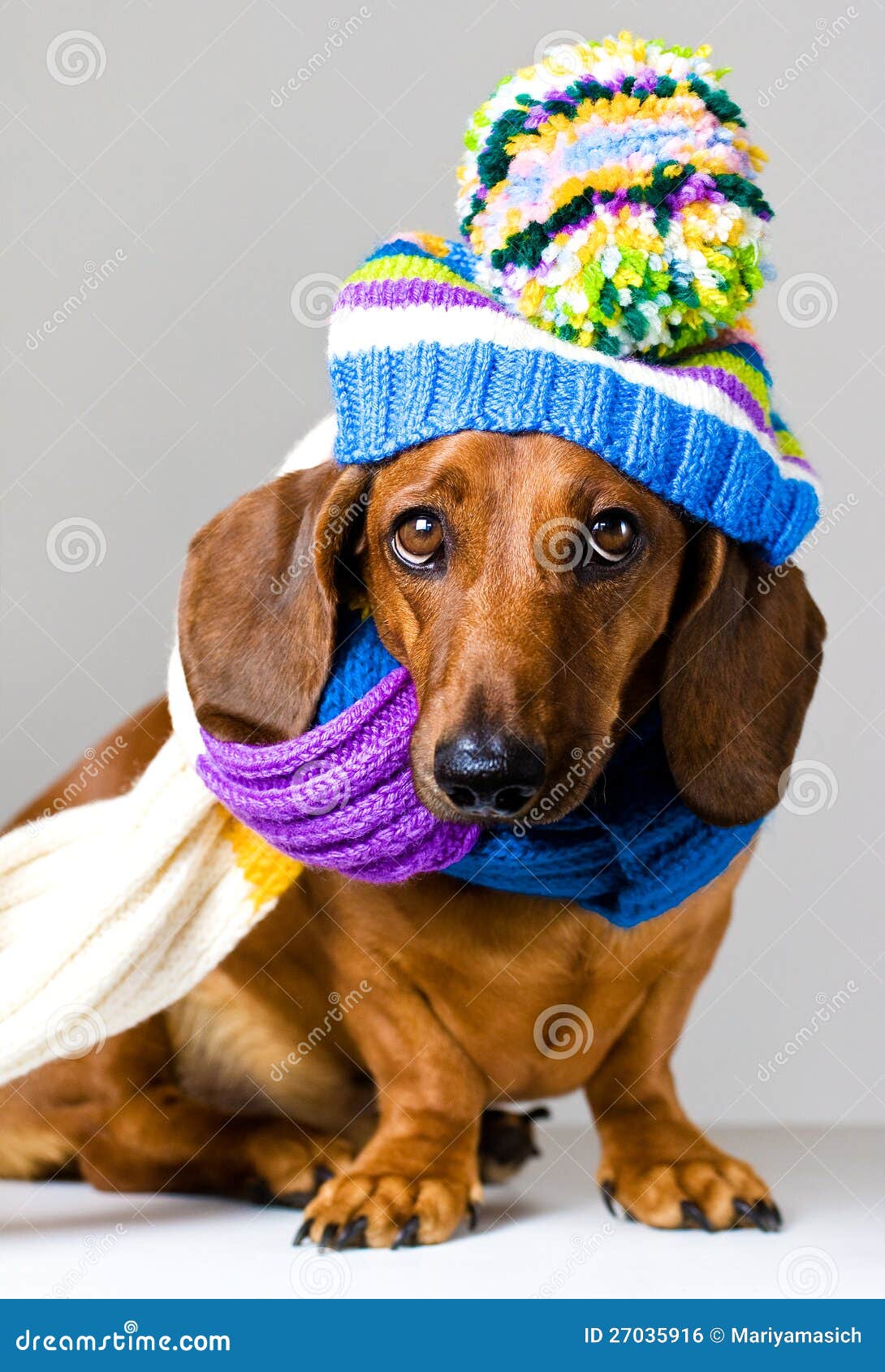 Dog in cap stock photo. Image of winter, ears, cute, seat - 27035916