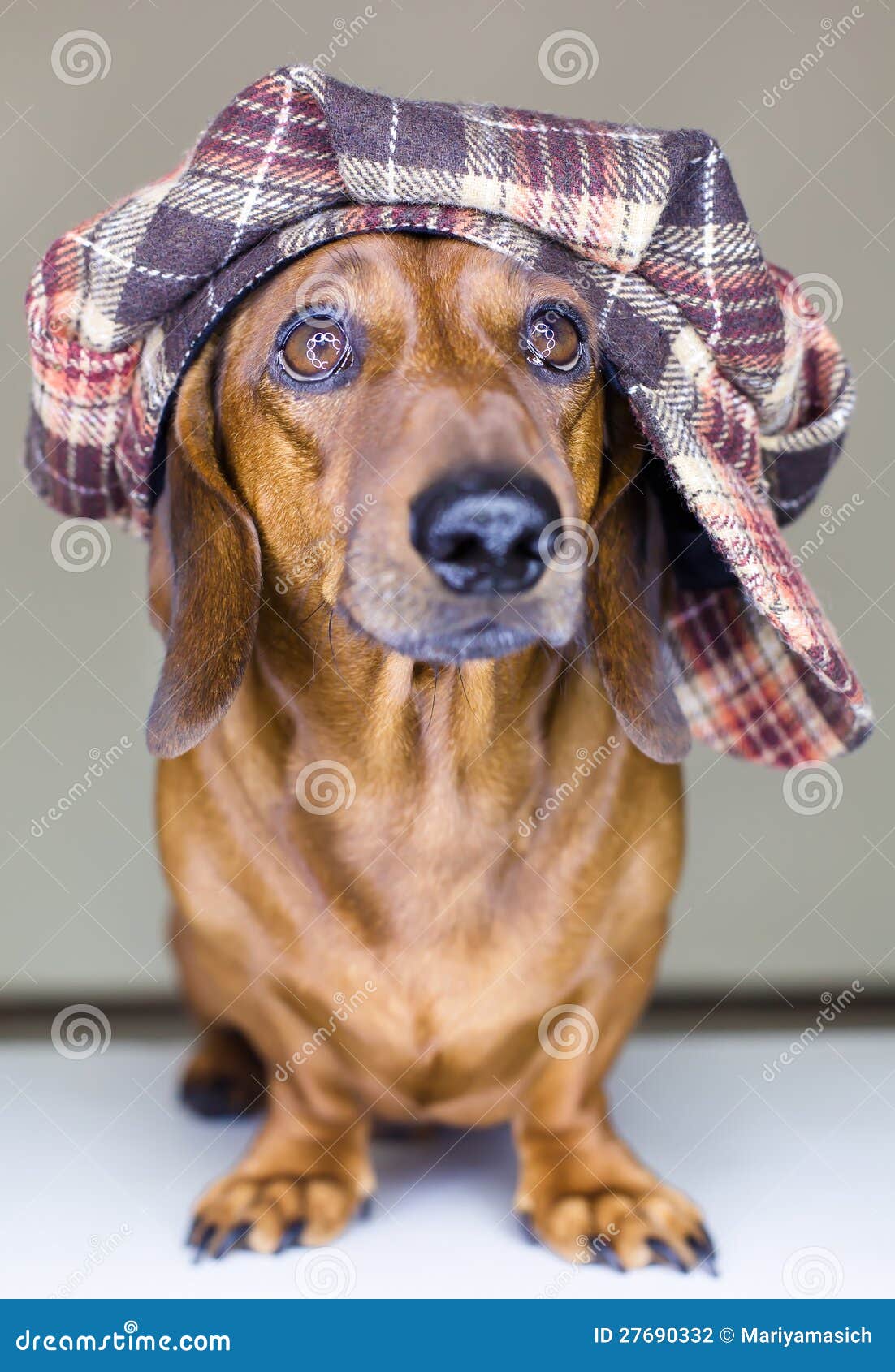 Dog with cap stock photo. Image of season, brown, beauty - 27690332