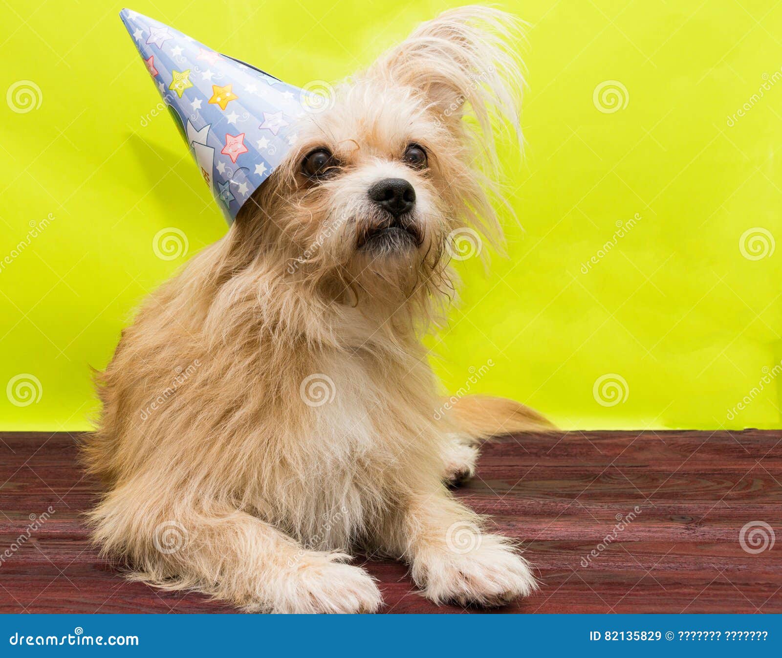 Dog in the cap stock image. Image of canine, domestic - 82135829
