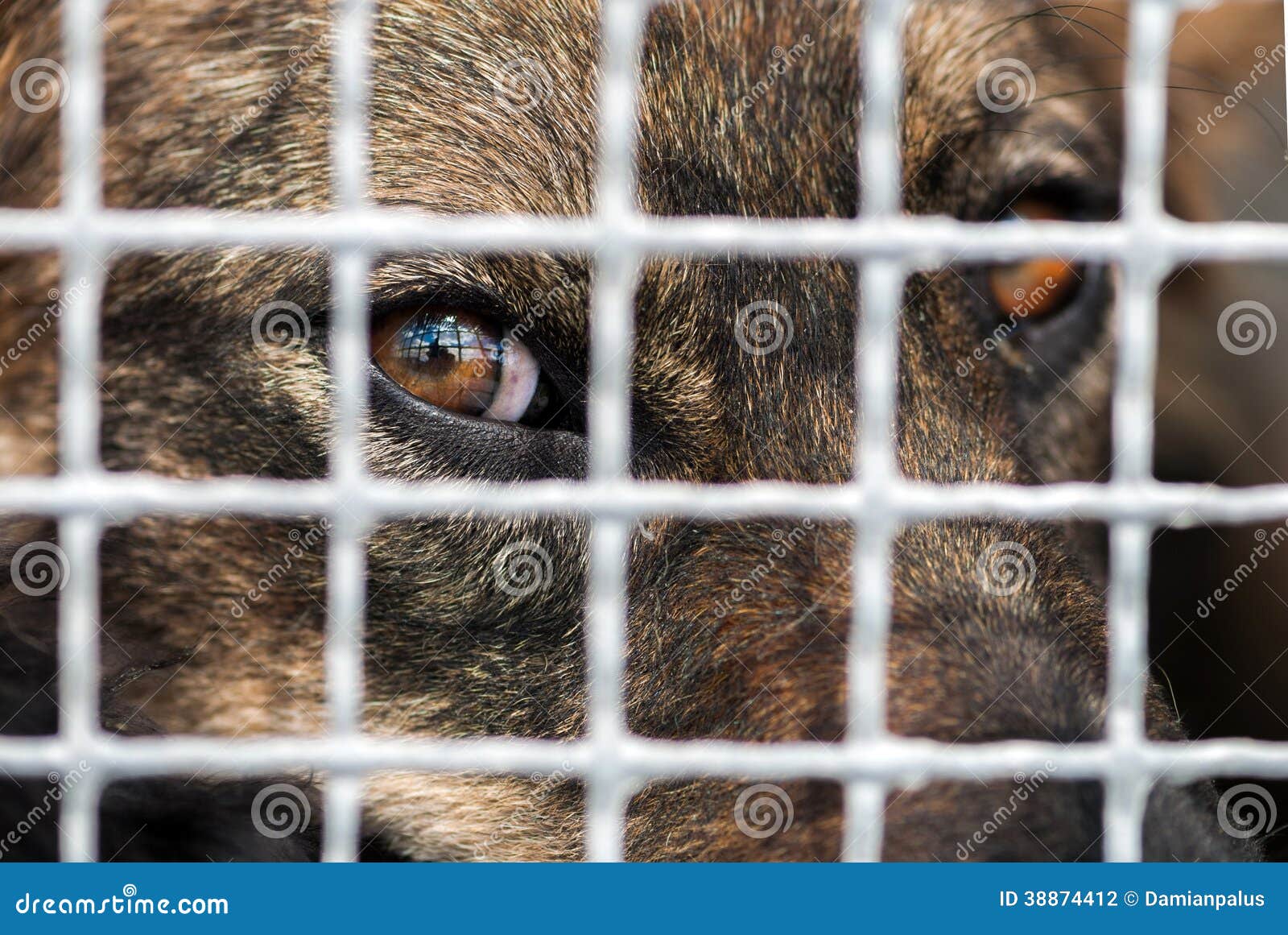 Dog in captivity stock photo. Image of iron, imprisoned - 38874412