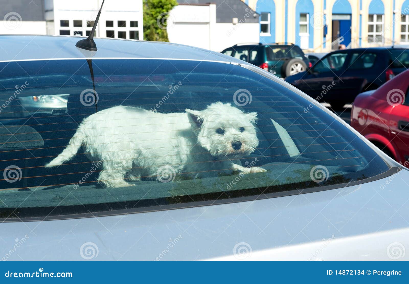 Dog in a Car Rear Window stock photo. Image of face, small - 14872134