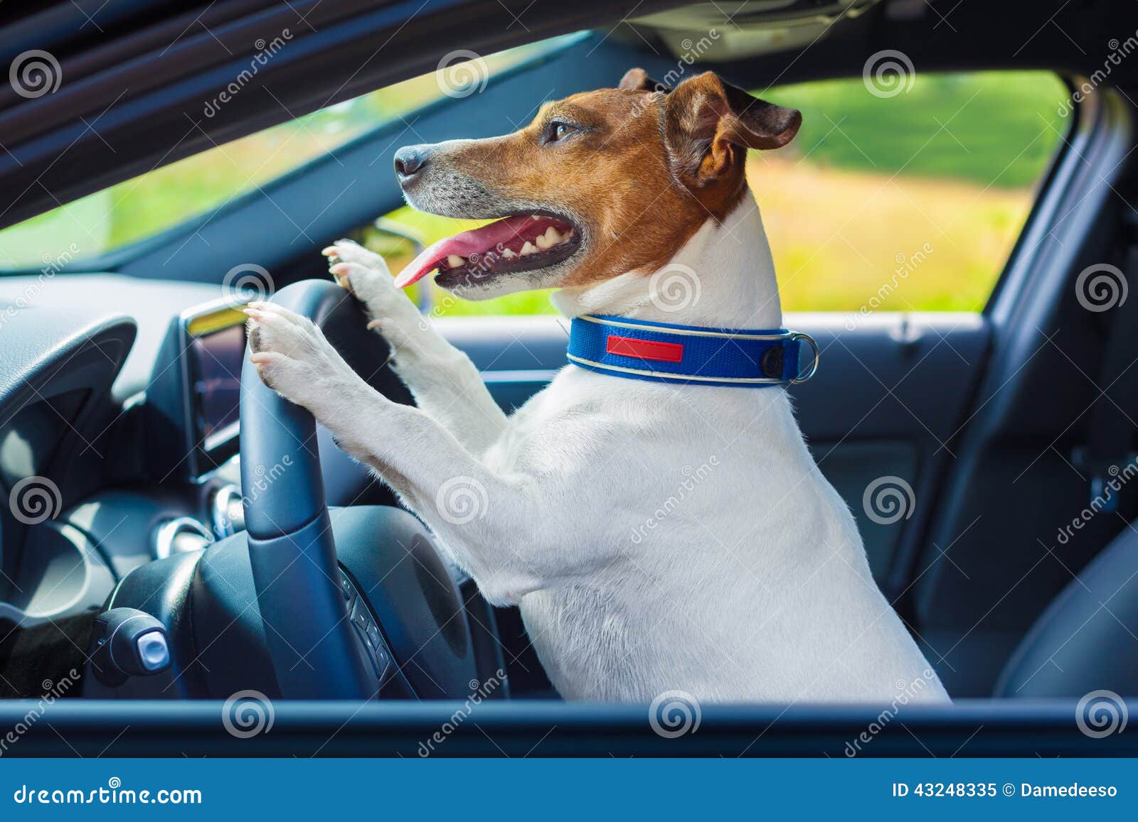 Dog car steering wheel stock image. Image of racing, license - 43248335