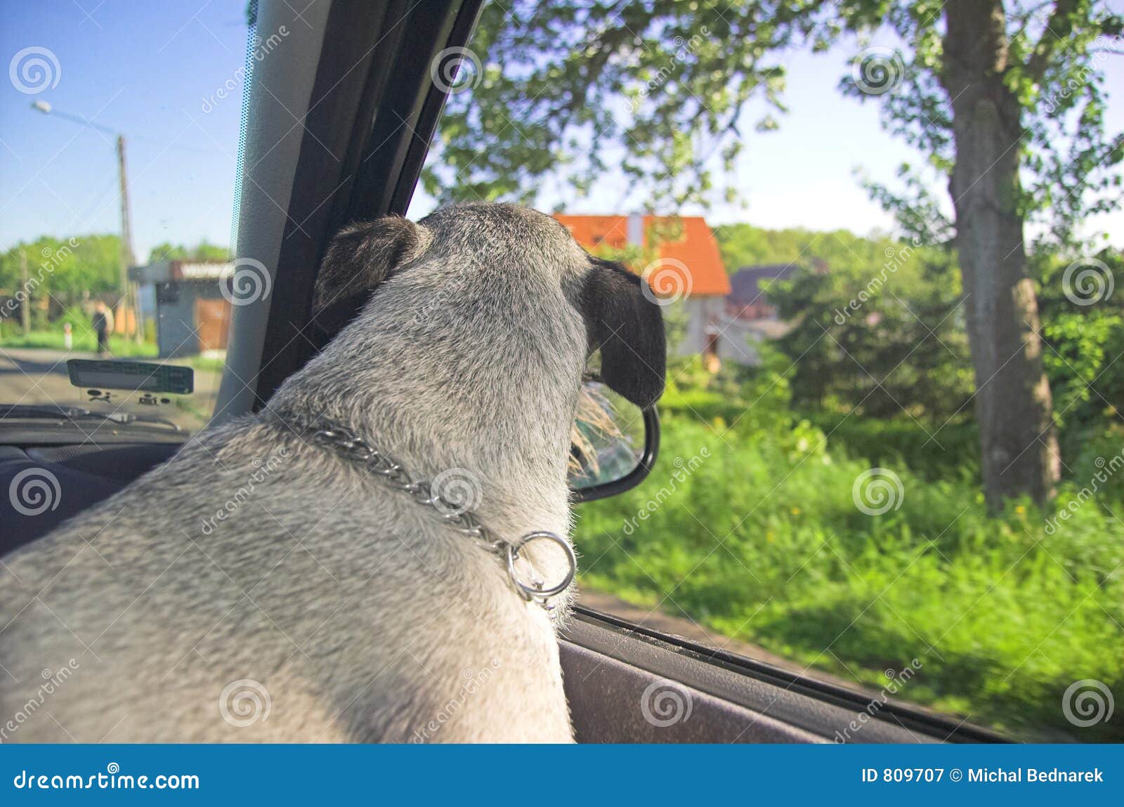 Dog In Car Window Picture. Image: 809707
