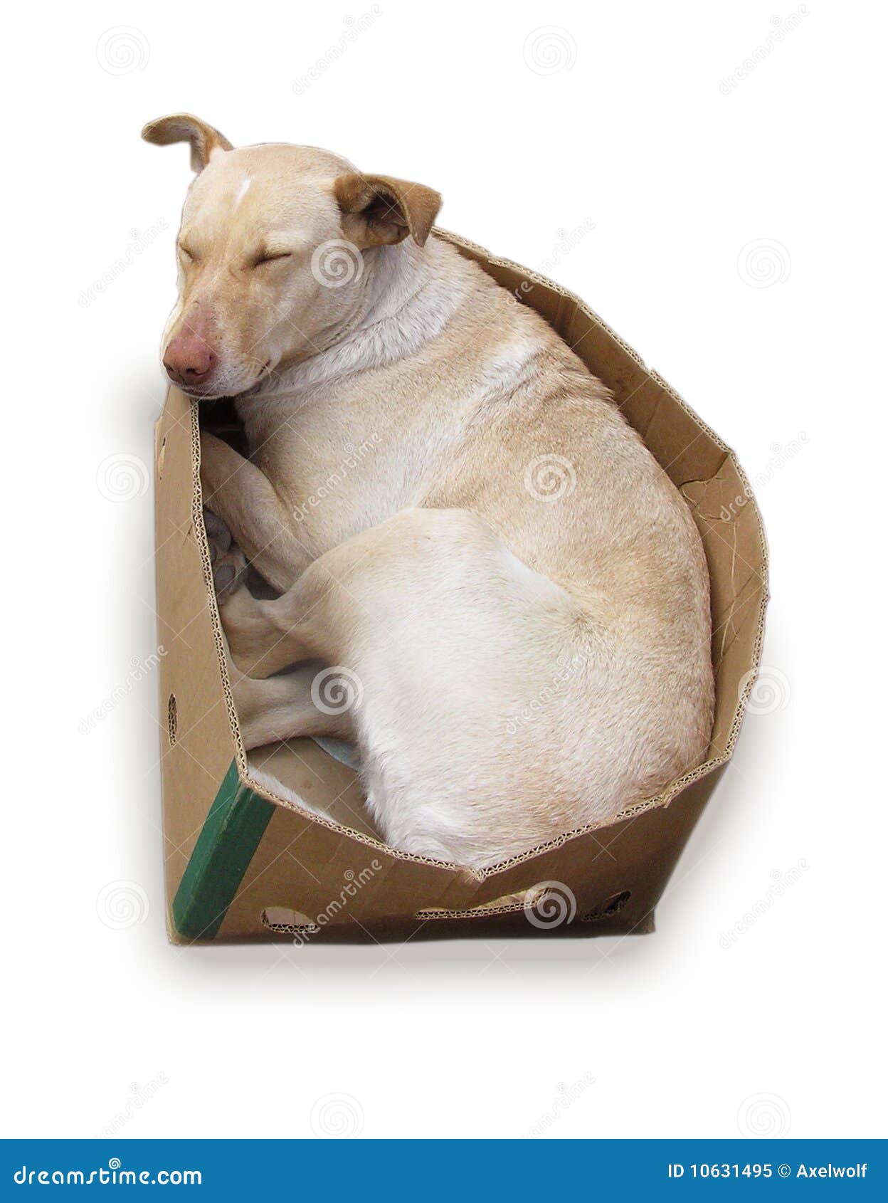 Dog in a Cardboard Box, Isolated on White Stock Image - Image of nose ...