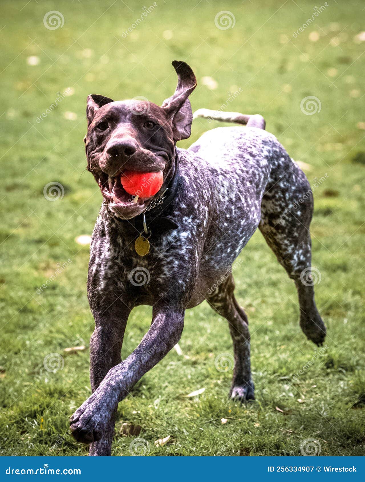 Dog Carrying a Ball while Running Stock Image - Image of urban, brown ...