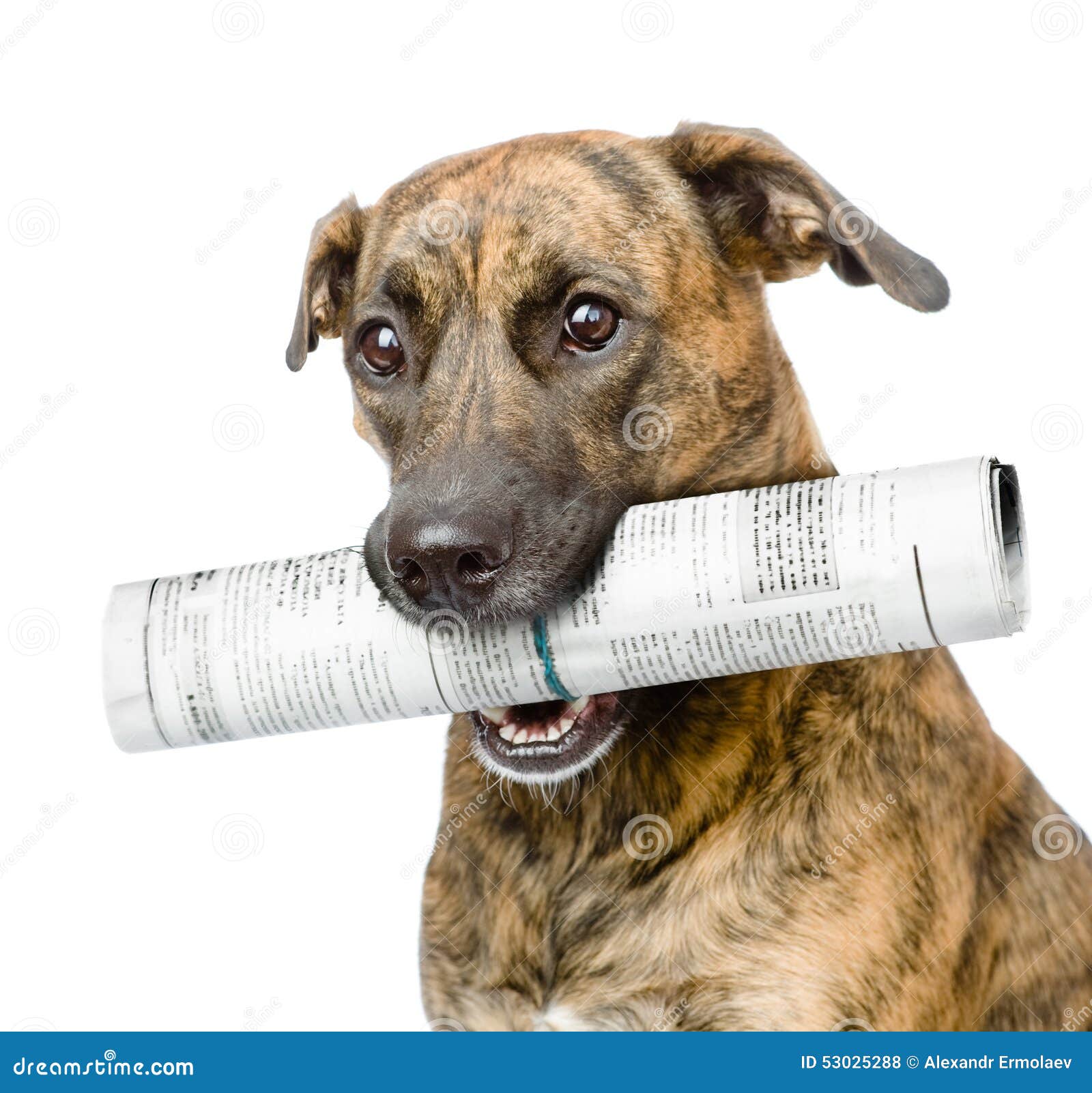 Dog Fetch Newspaper Stock Photos - Free & Royalty-Free Stock Photos ...