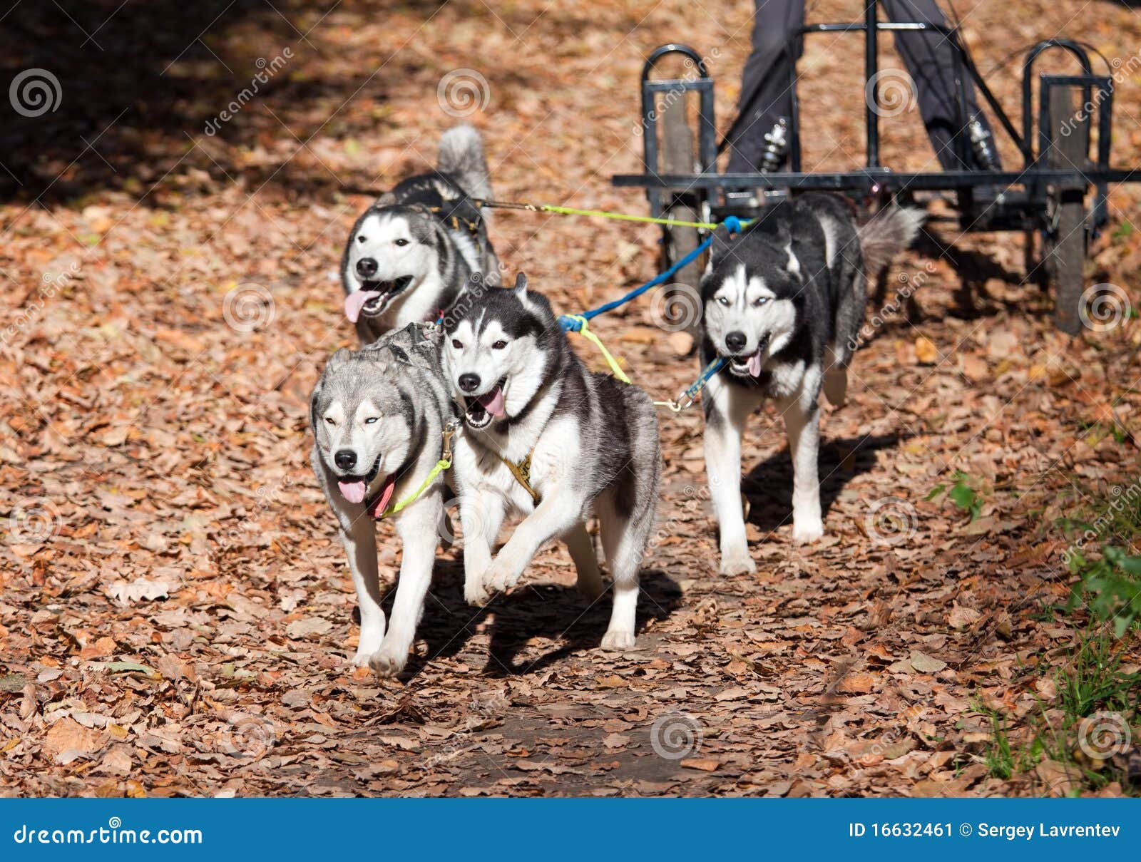 Dog-carting stock image. Image of domestic, snow, animals - 16632461