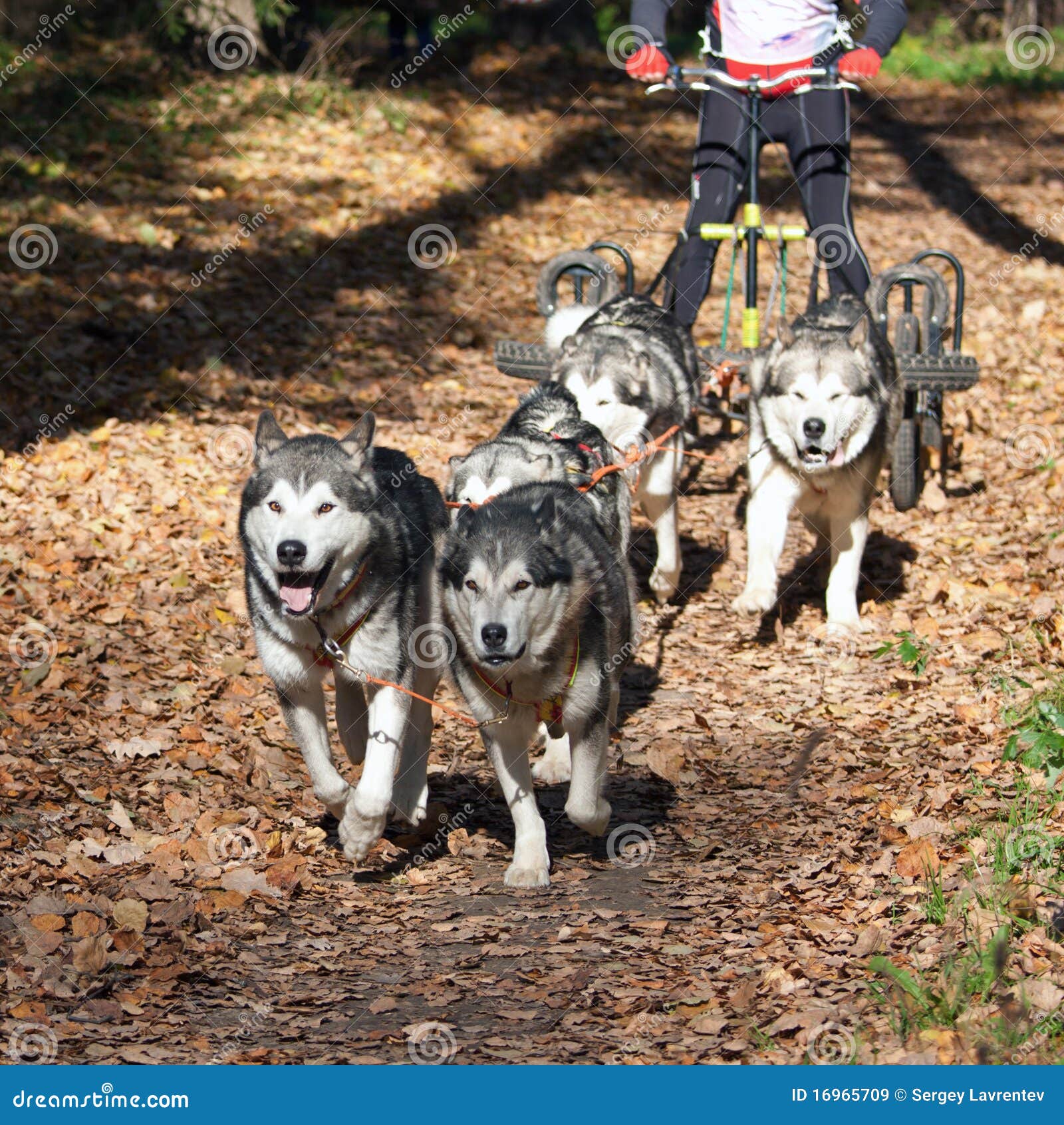 Go Carting Royalty-Free Stock Photography | CartoonDealer.com #1400027