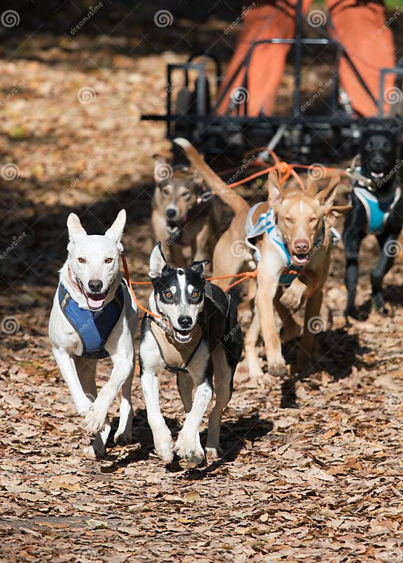 Dog-carting stock image. Image of sleddogs, norwegian - 17289083